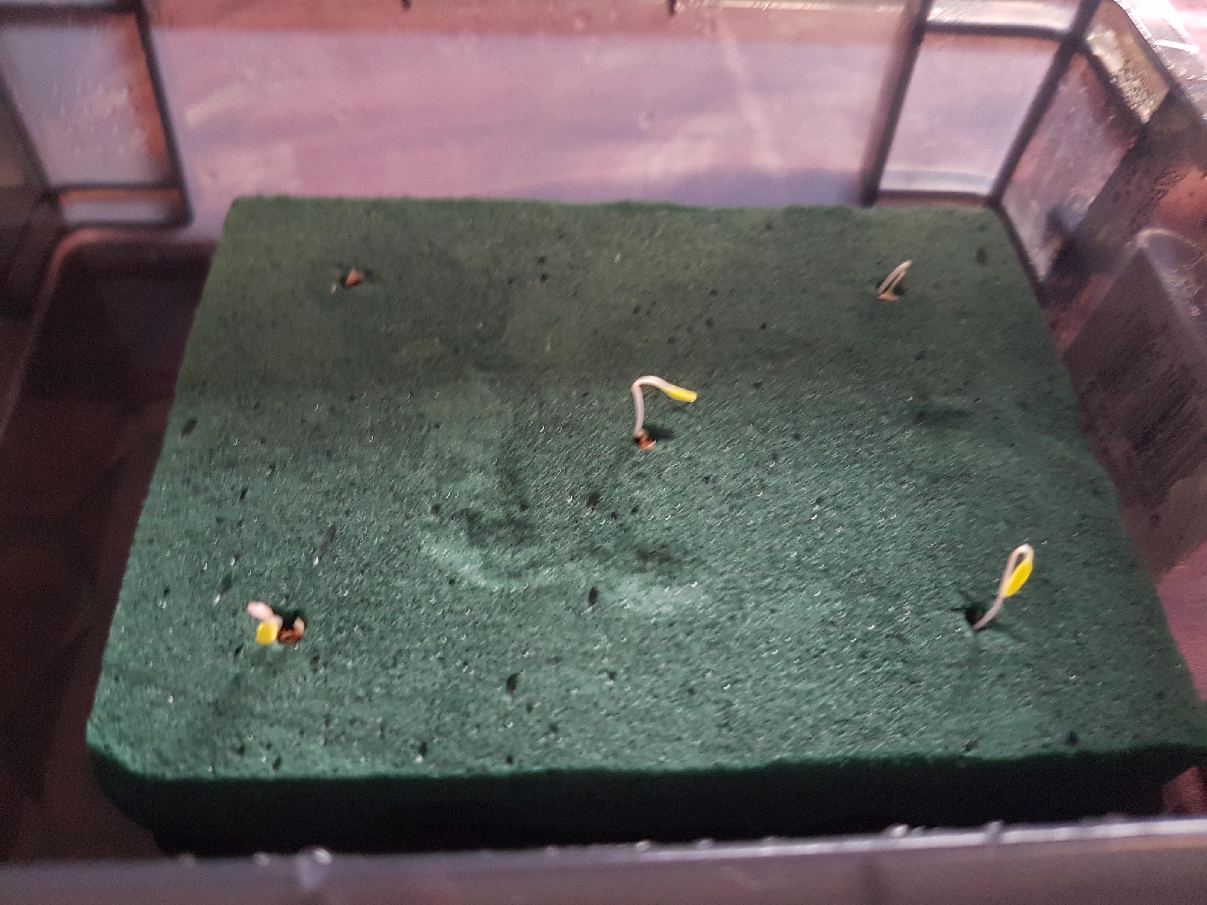 Seed germination. | Scrolller