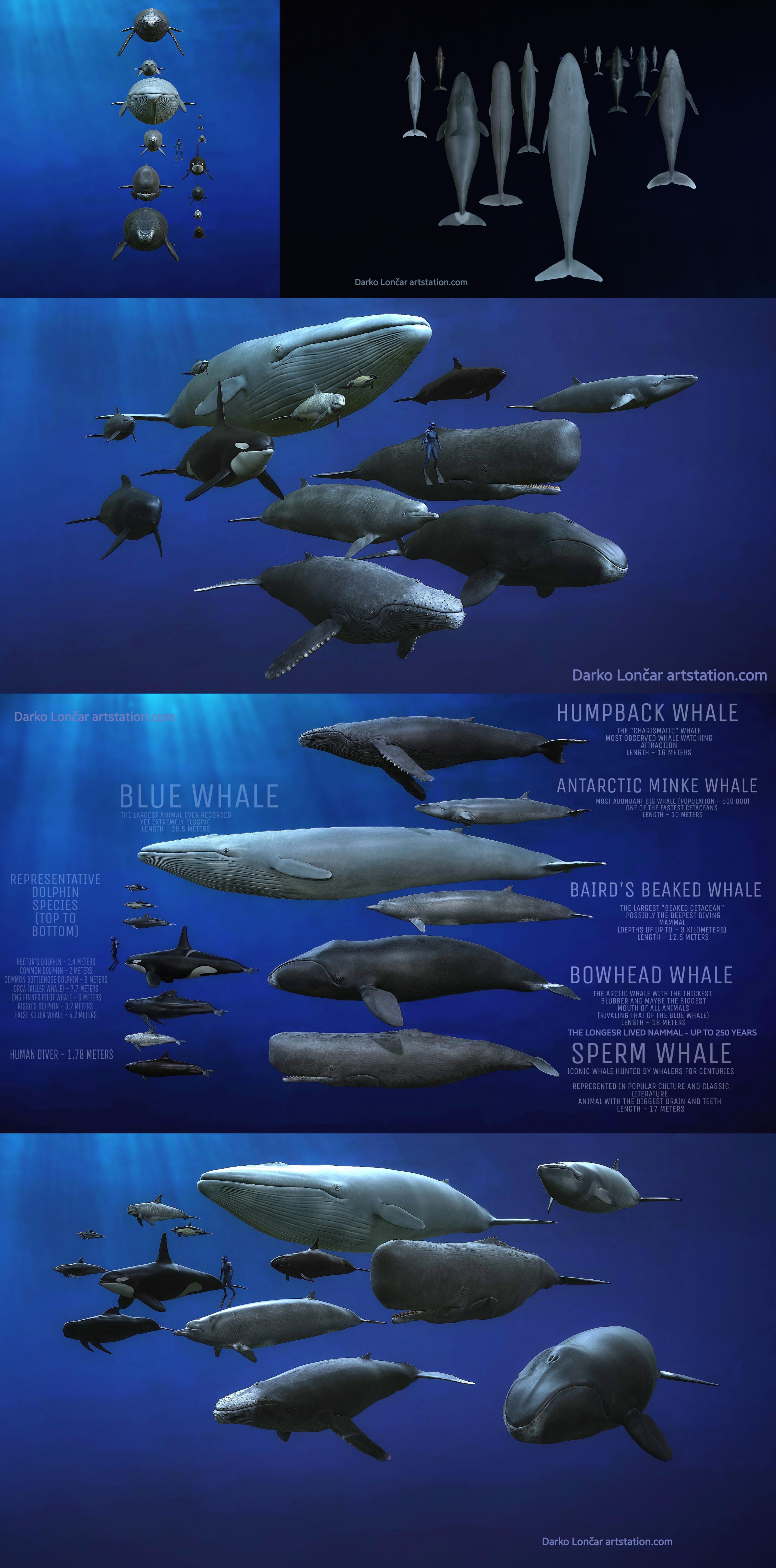 Selection of Cetaceans compared in 3D | Scrolller