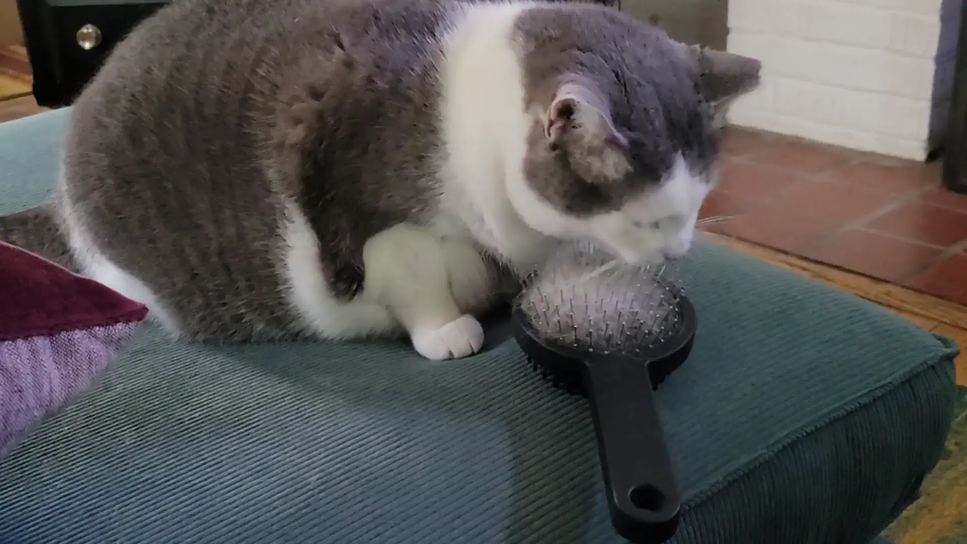 Self brushy | Scrolller