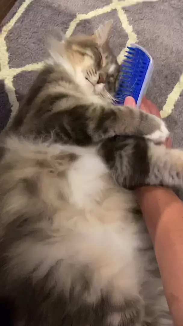 Self brushy brushy with a side of belly rubs. | Scrolller