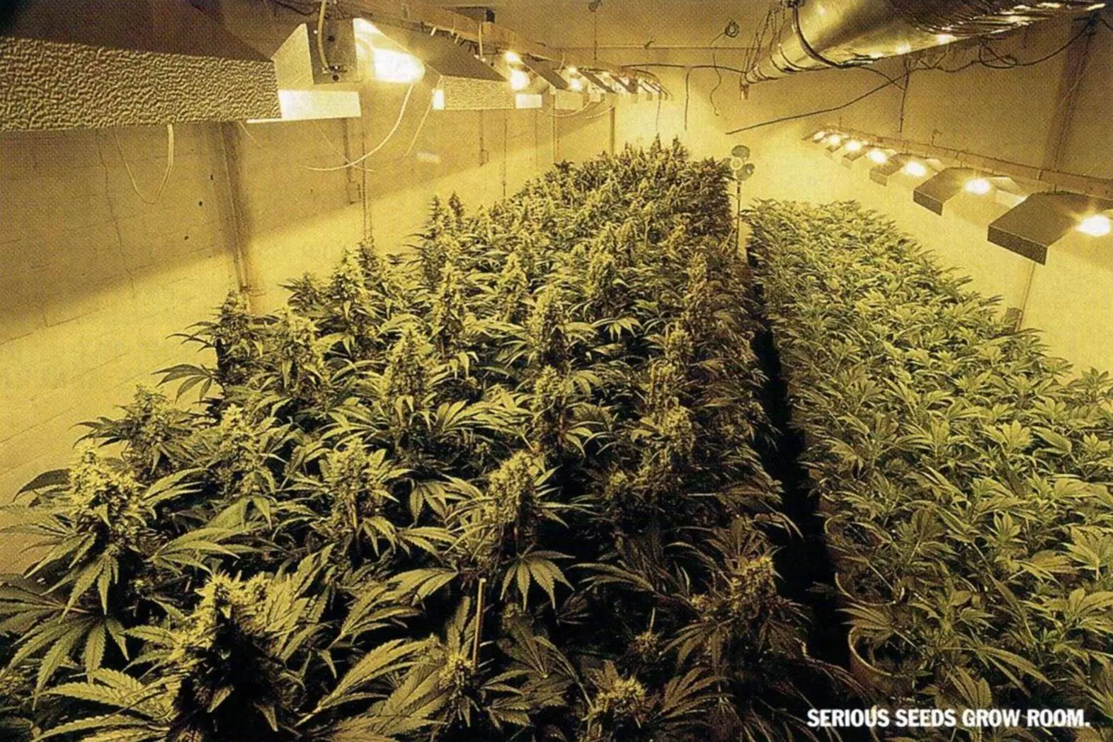 Serious Seeds Grow Room. 1990s | Scrolller