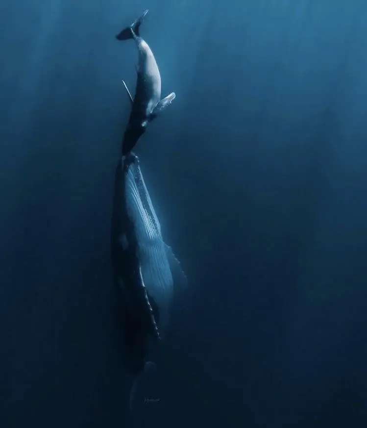 Seriously beautiful creatures 😍🥺💖🐳 | Scrolller