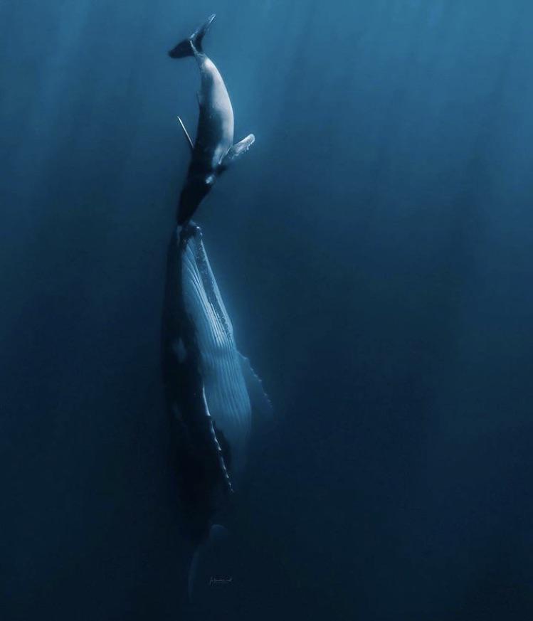 Seriously beautiful creatures 😍🥺💖🐳 | Scrolller