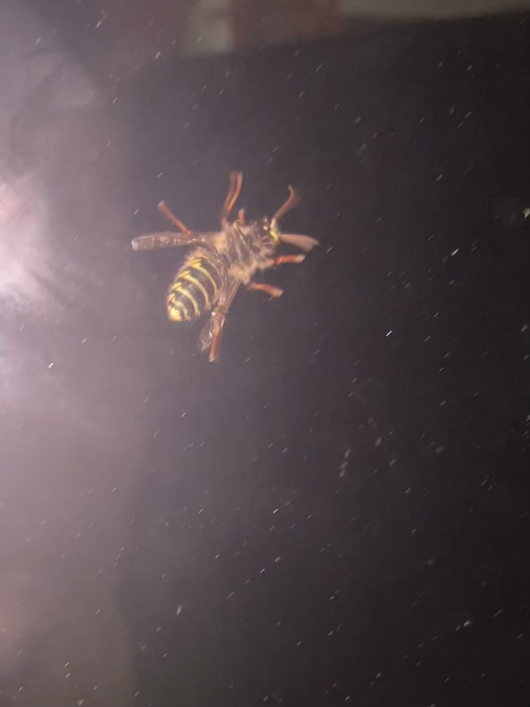 Bee or wasp? 🐝 | Scrolller