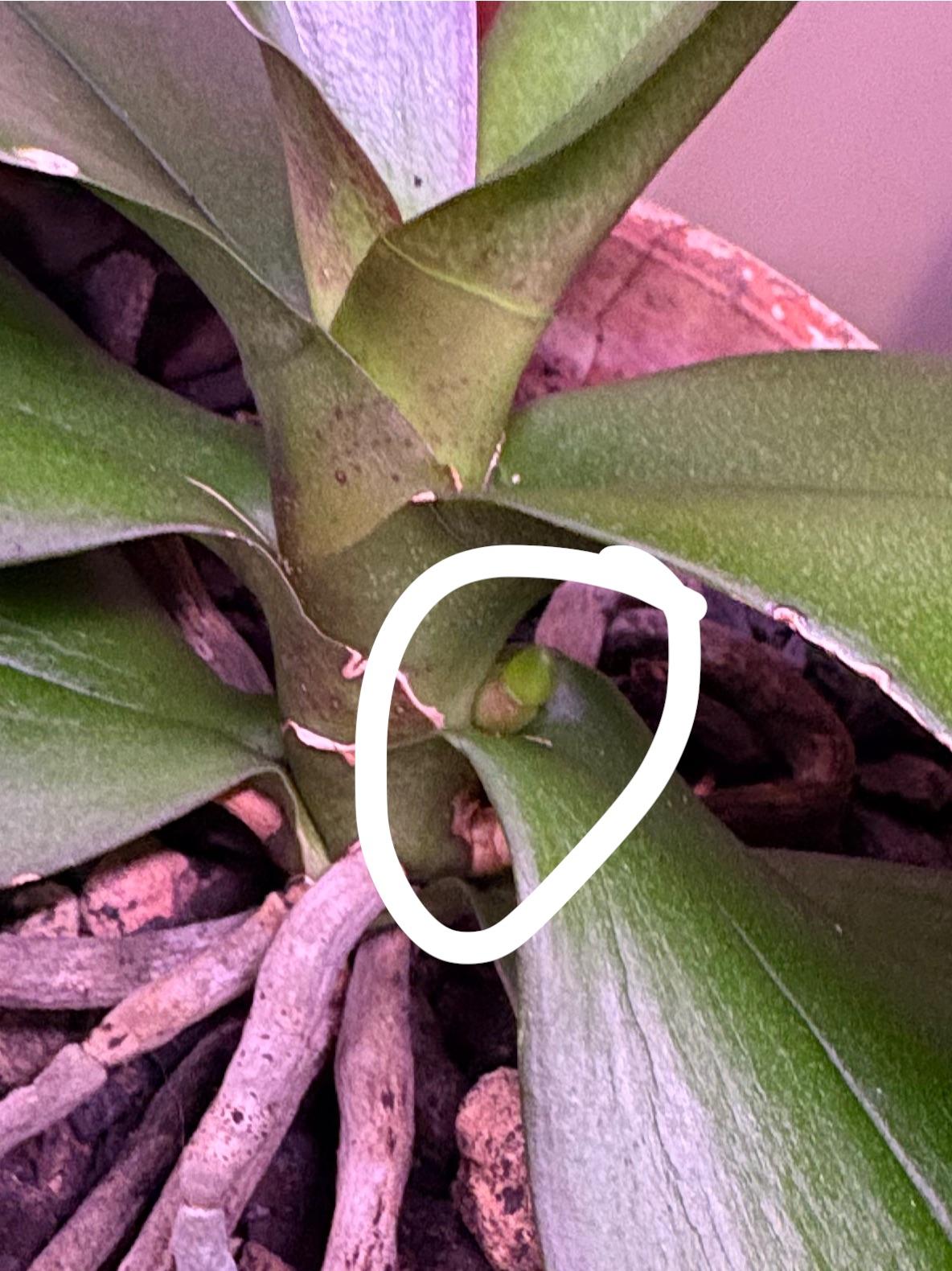 Are these new spikes? | Scrolller