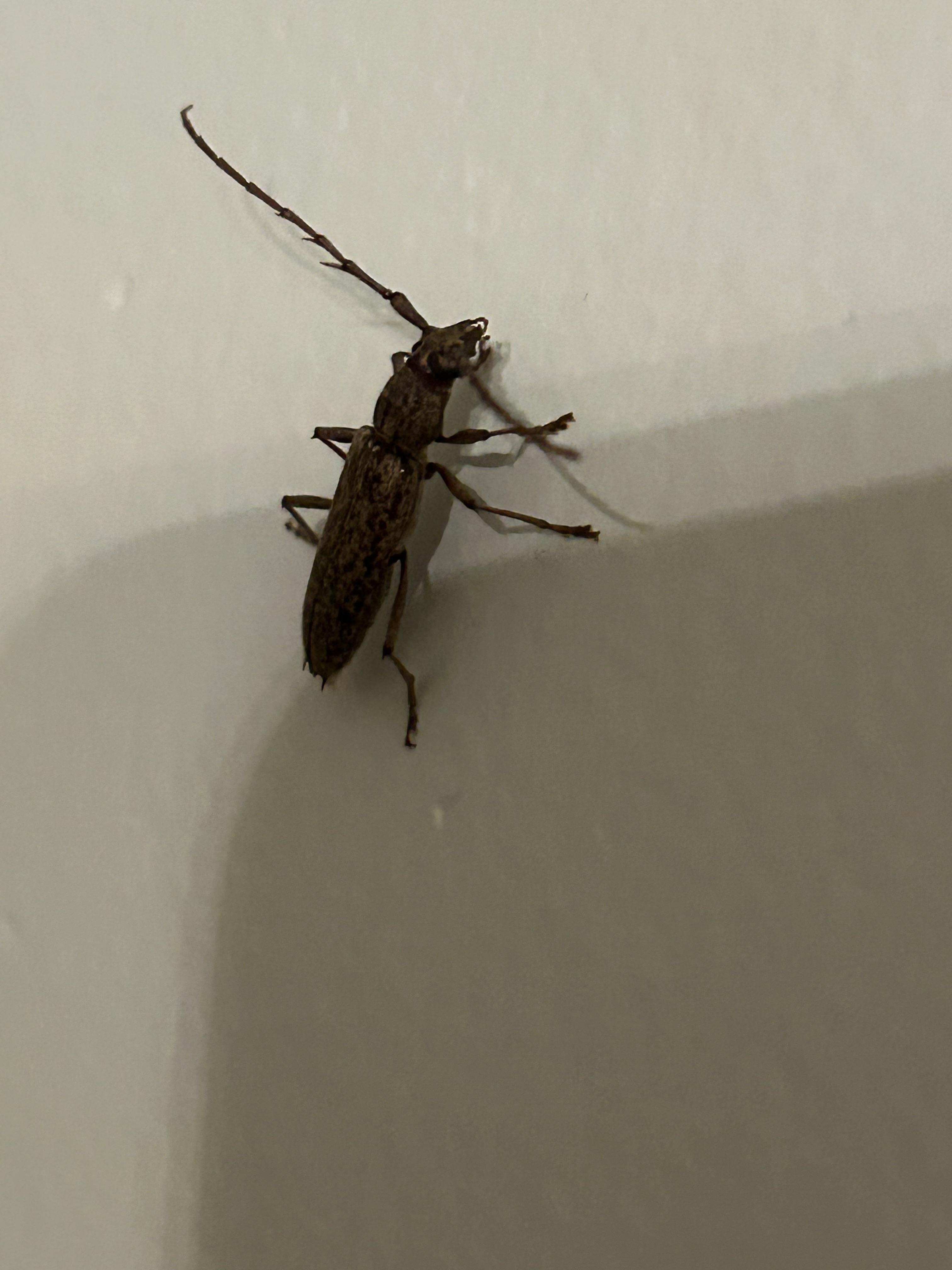 What is this bug? | Scrolller