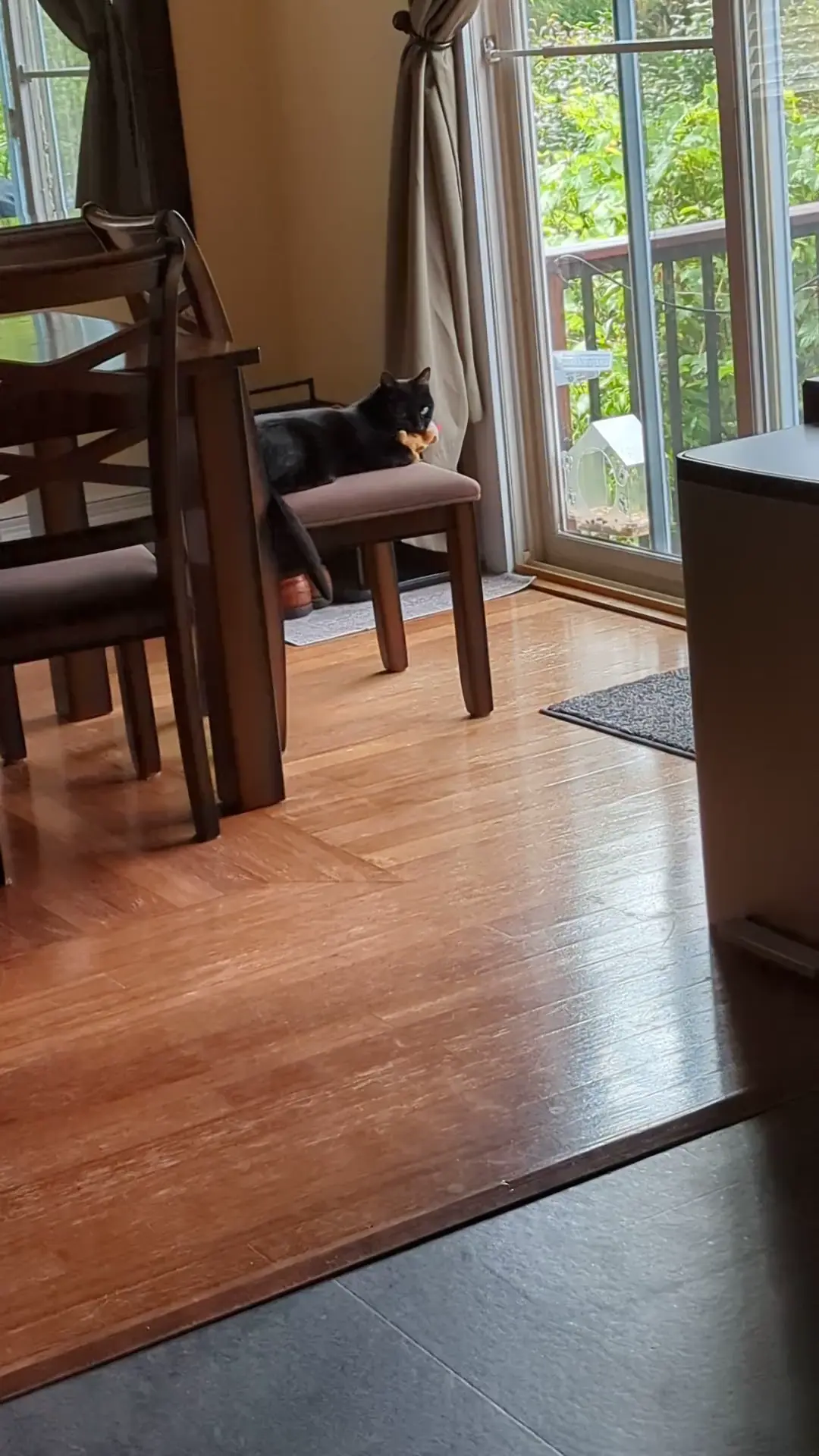 Shadow with his emotional support Christmas Squirrel r/catscarryingstuffies | Scrolller