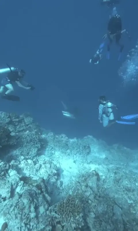 Shark pretending to attack the camera man | Scrolller