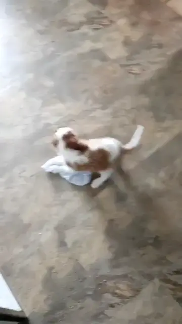 She does this cartoon tail chasing alot | Scrolller