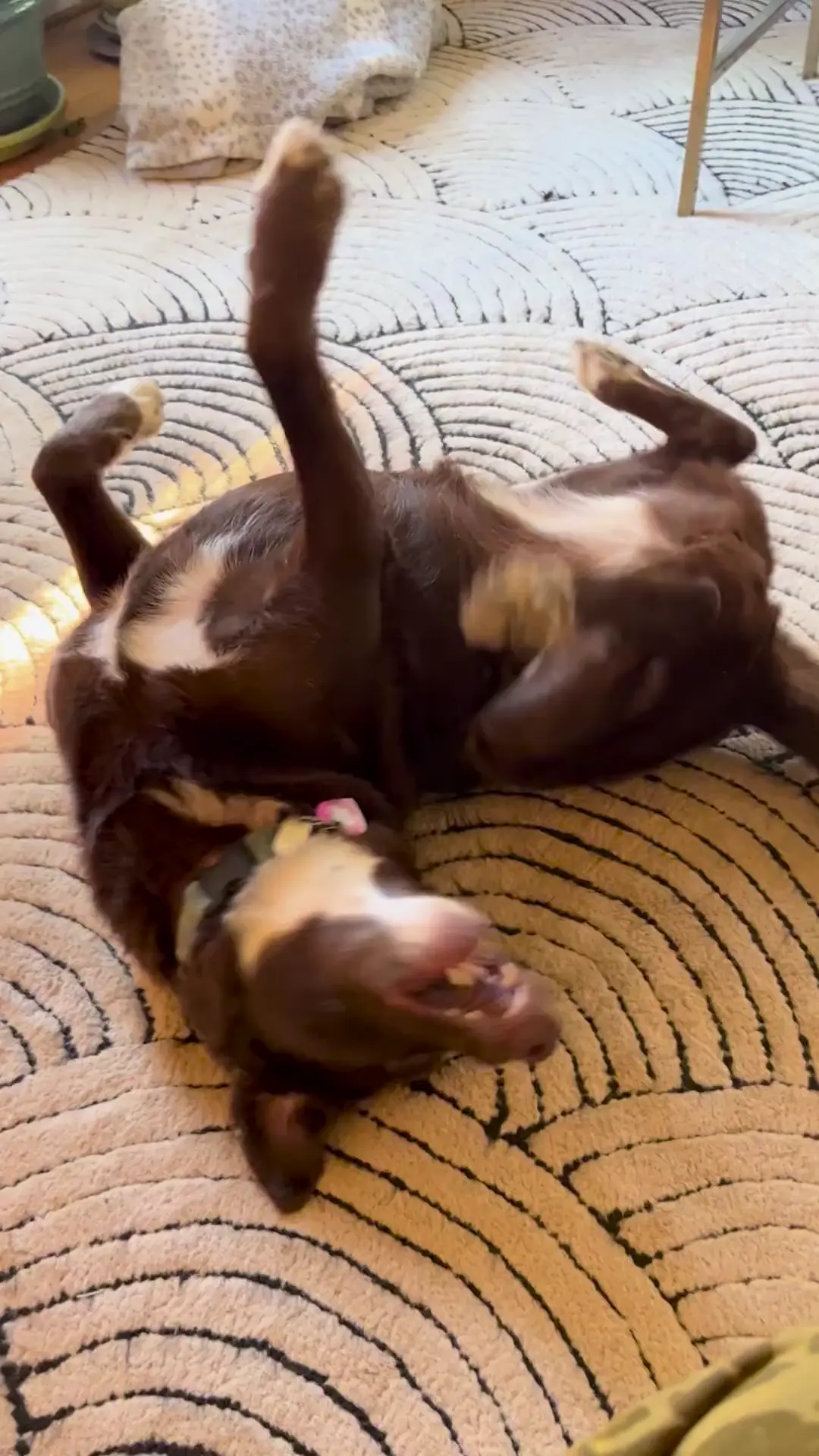 Discover more like WhatsWrongWithYourDog: She does this when she’s excited (volume on for derpy ...