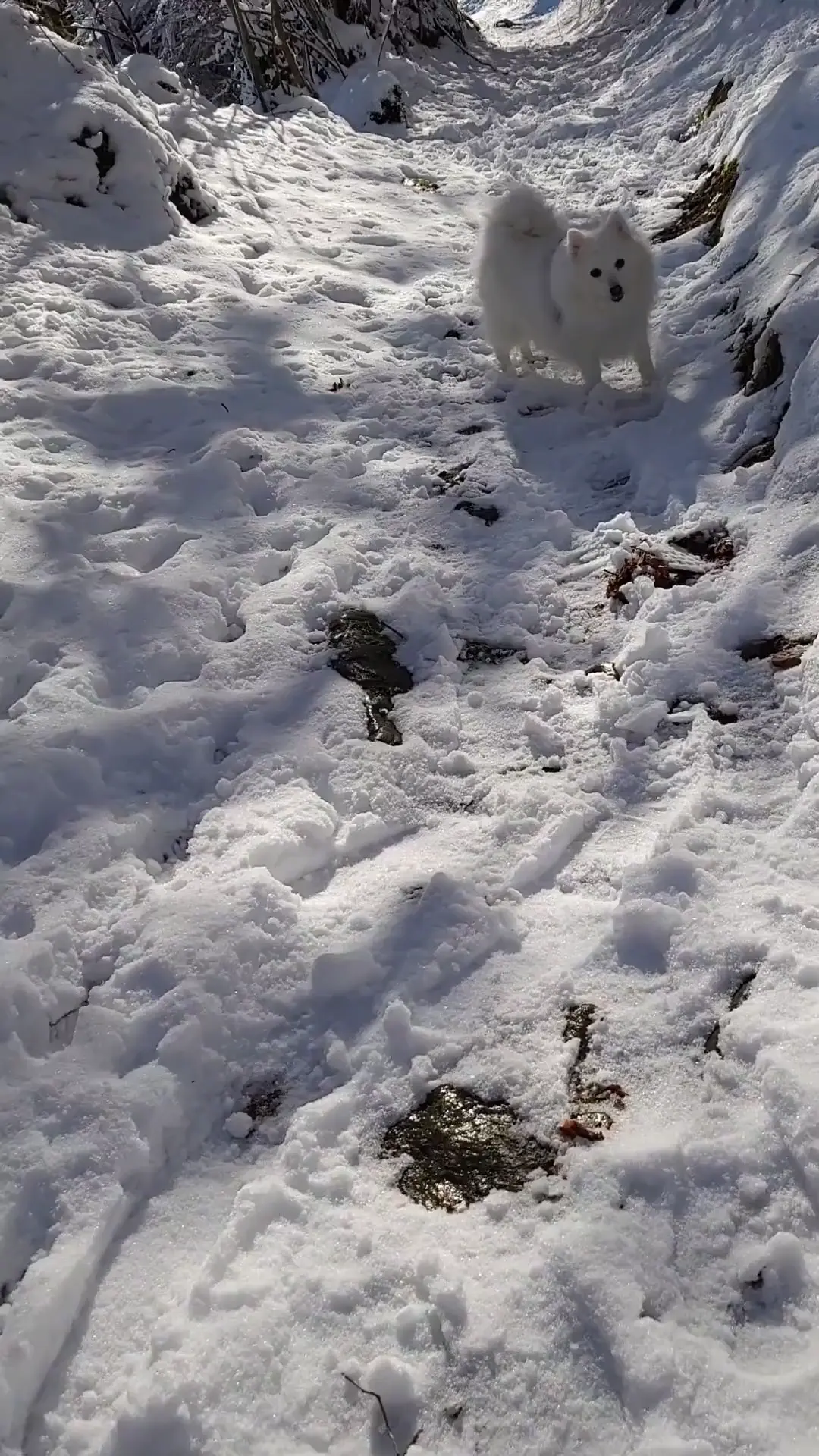 She loves eating snowballs | Scrolller