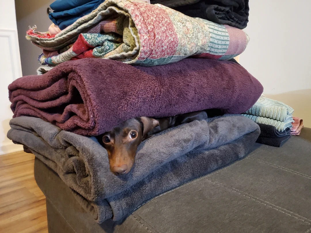 She made herself comfy while I was doing laundry and folding blankets. | Scrolller