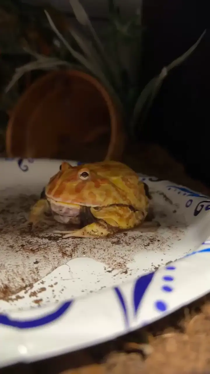 Shedding dance | Scrolller