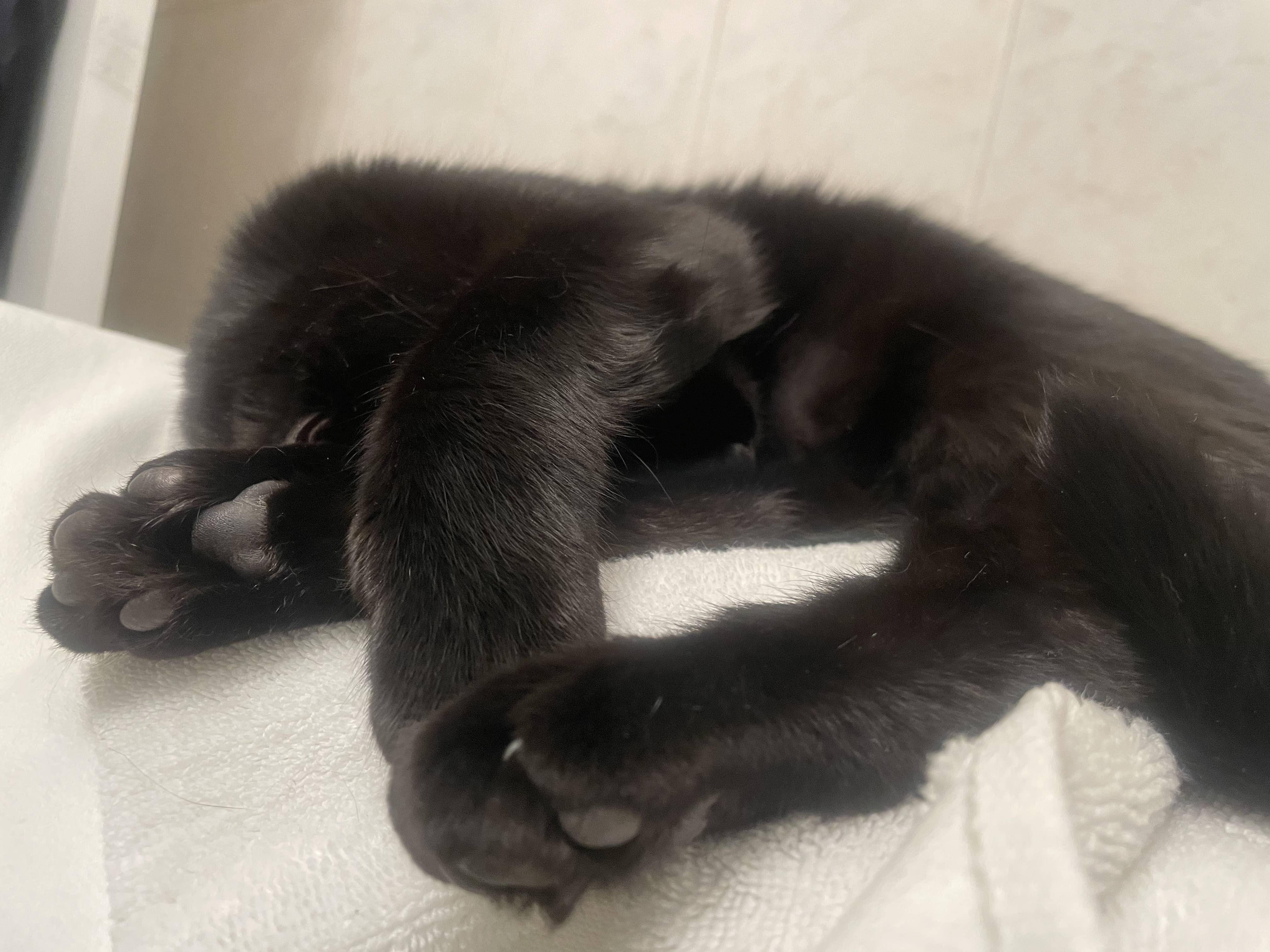 Shiny beans from a silky void | Scrolller