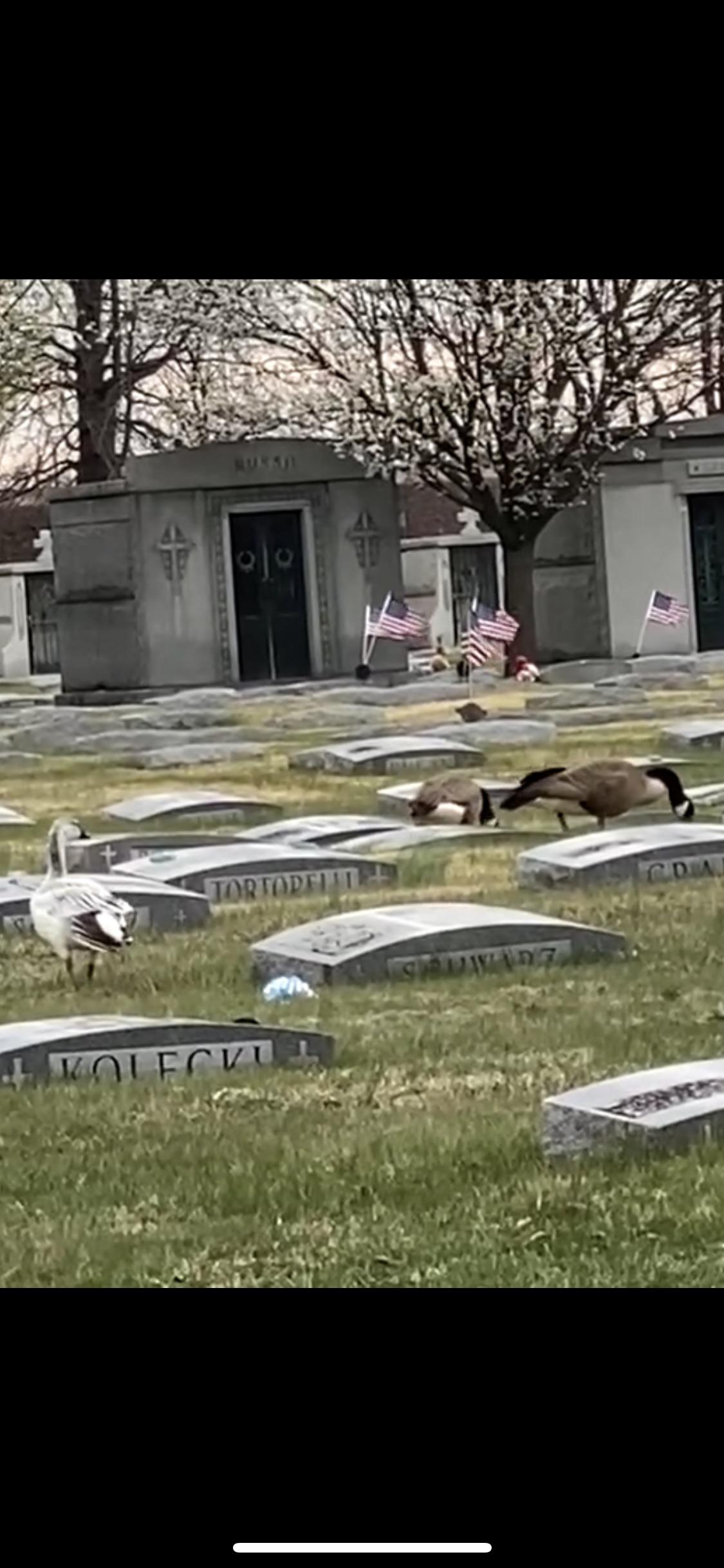 Shiny goose | Scrolller