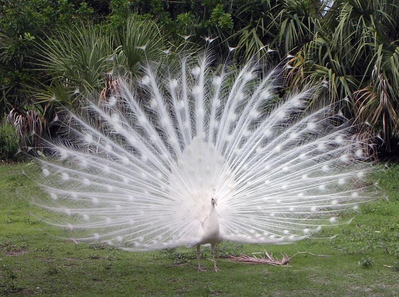 Shiny Peacock | Scrolller