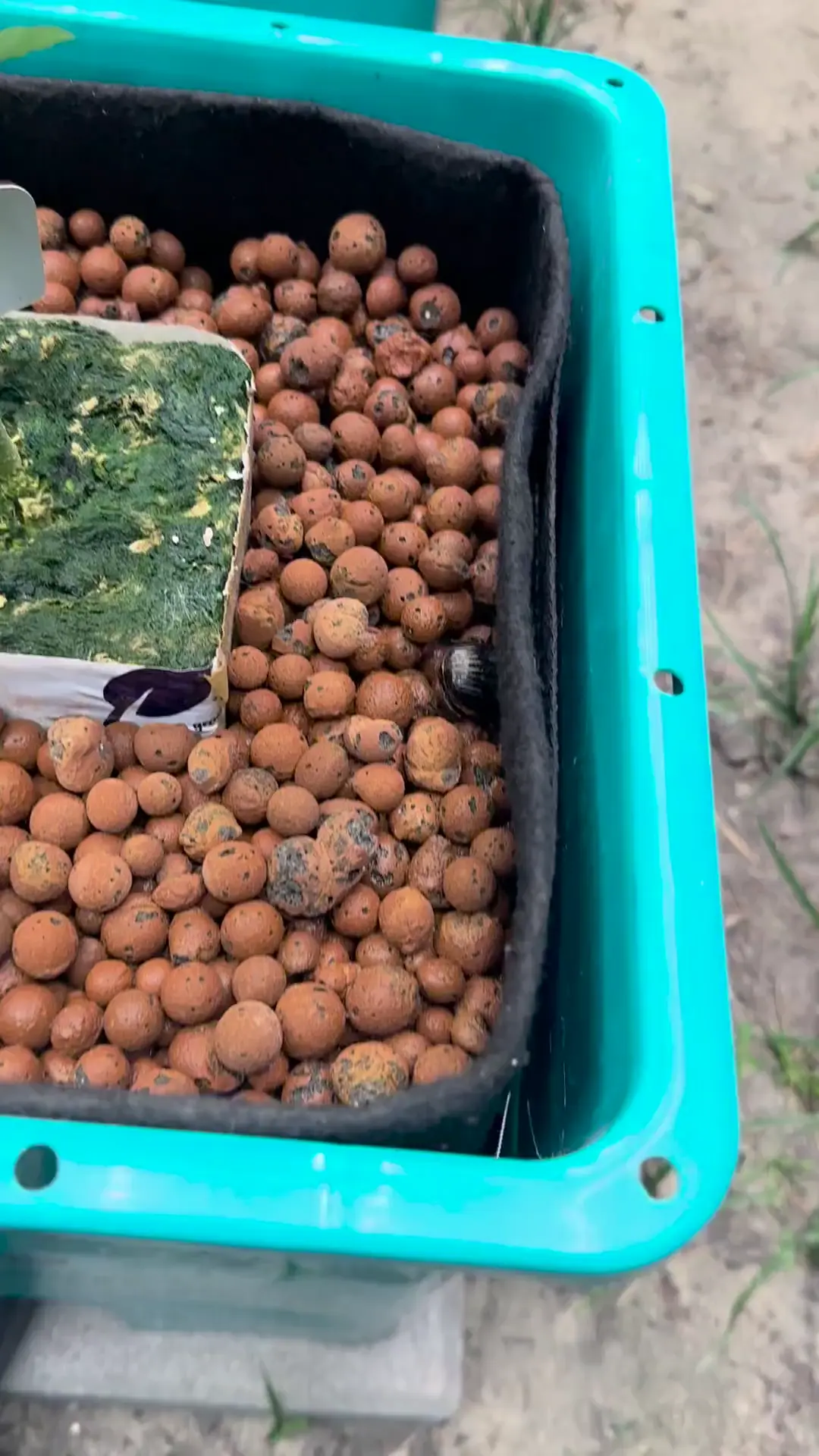 Should I be concerned? Is it burrowing to eat roots? | Scrolller