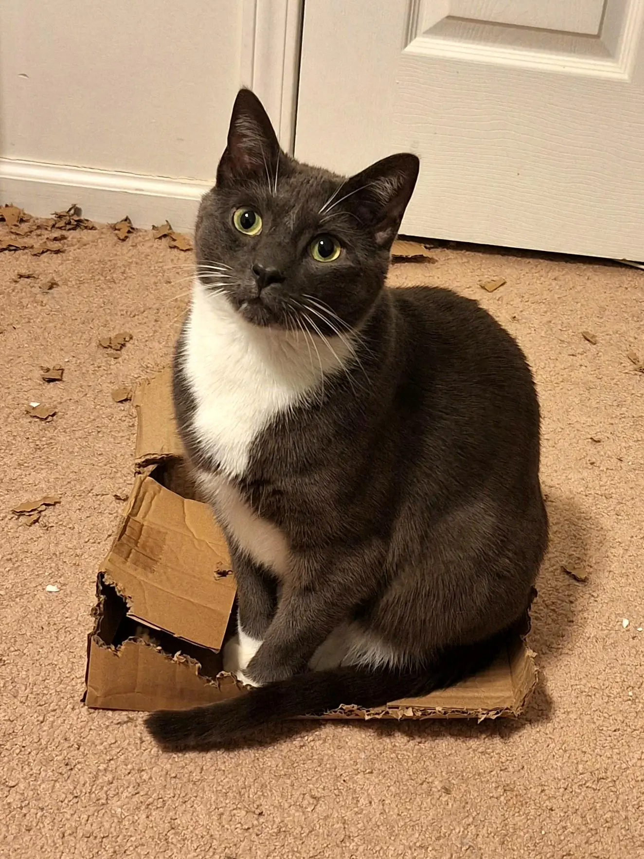 Show your Tuxedos odd quirks. | Scrolller