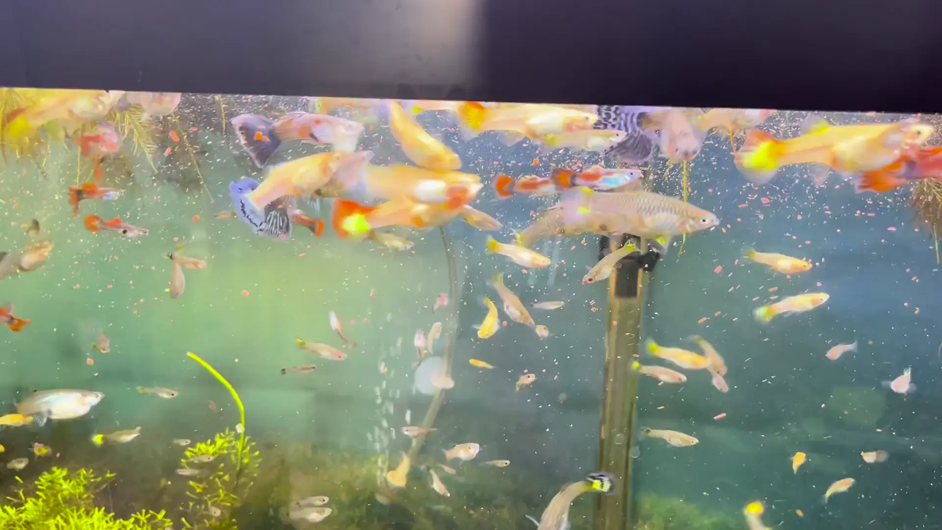 Discover more like Guppies: Showing off and Related Content | Scrolller