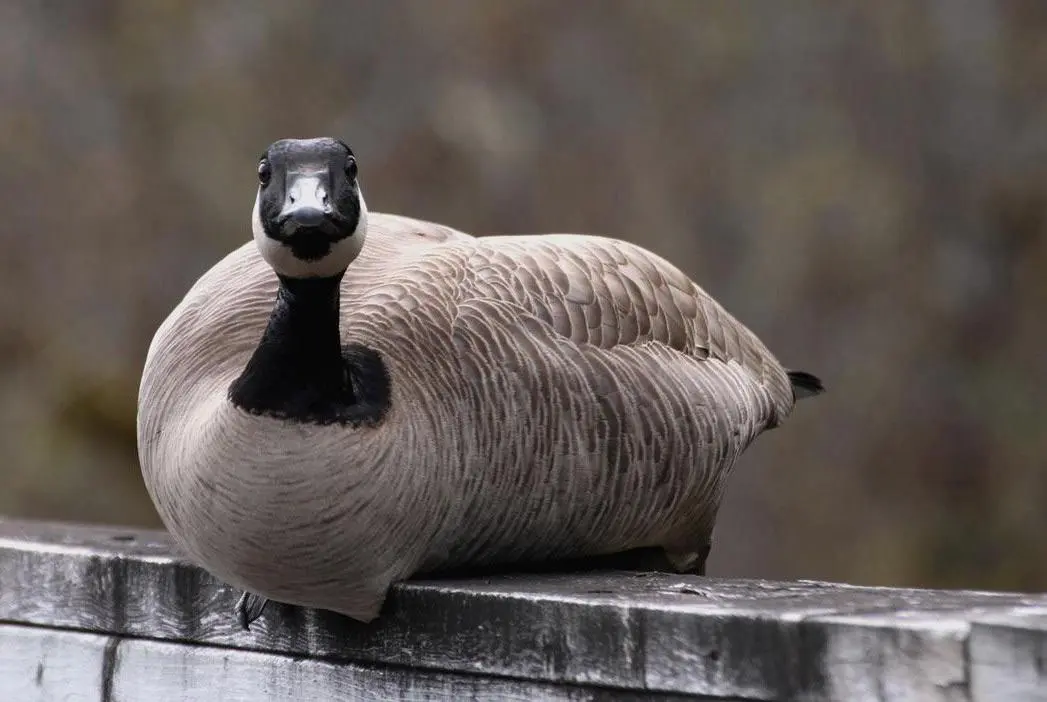 Silly goose | Scrolller