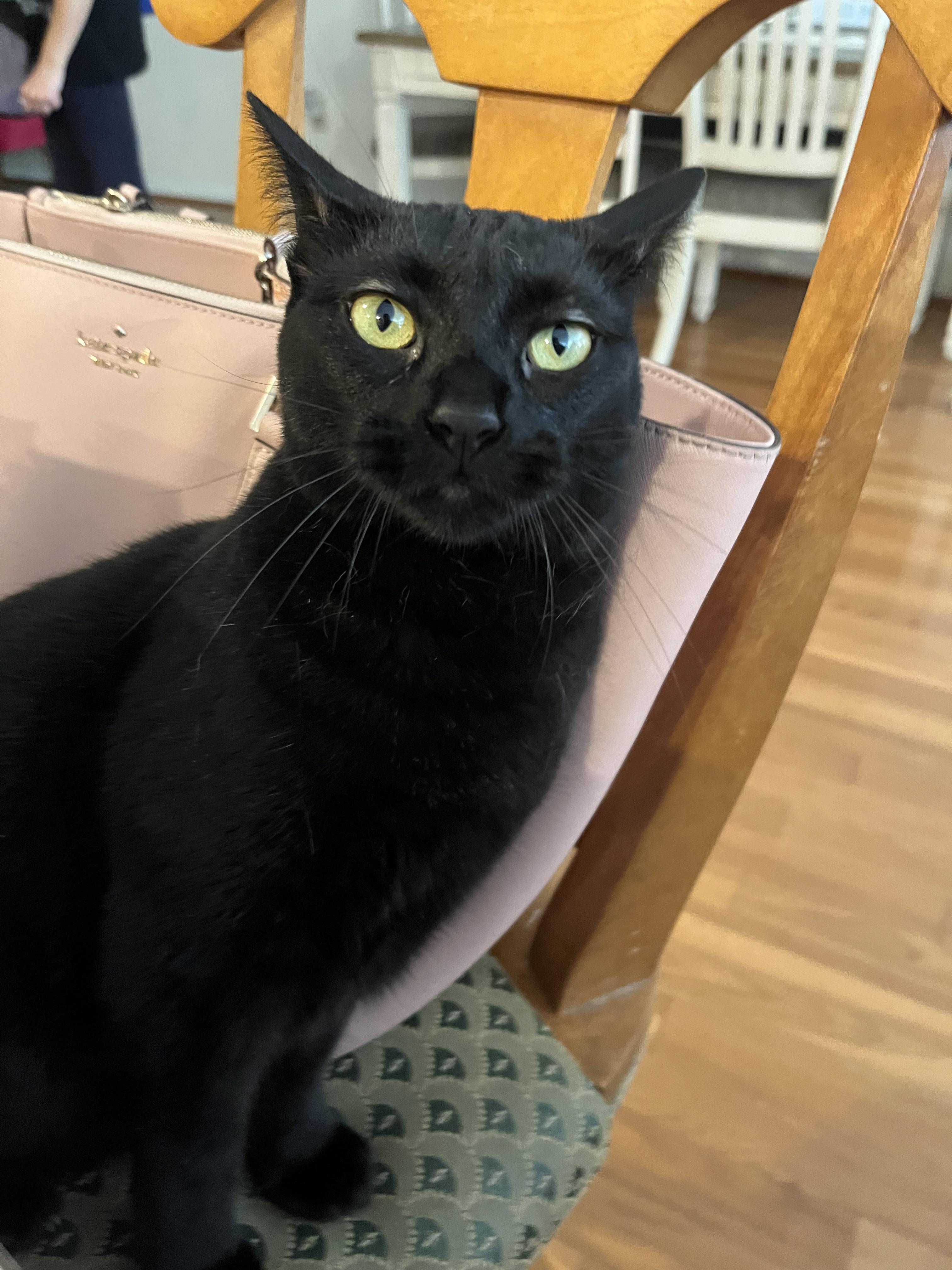 My sweet 2 year old void | Scrolller