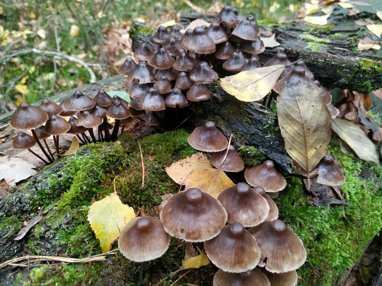 Mushrooms [OC] | Scrolller