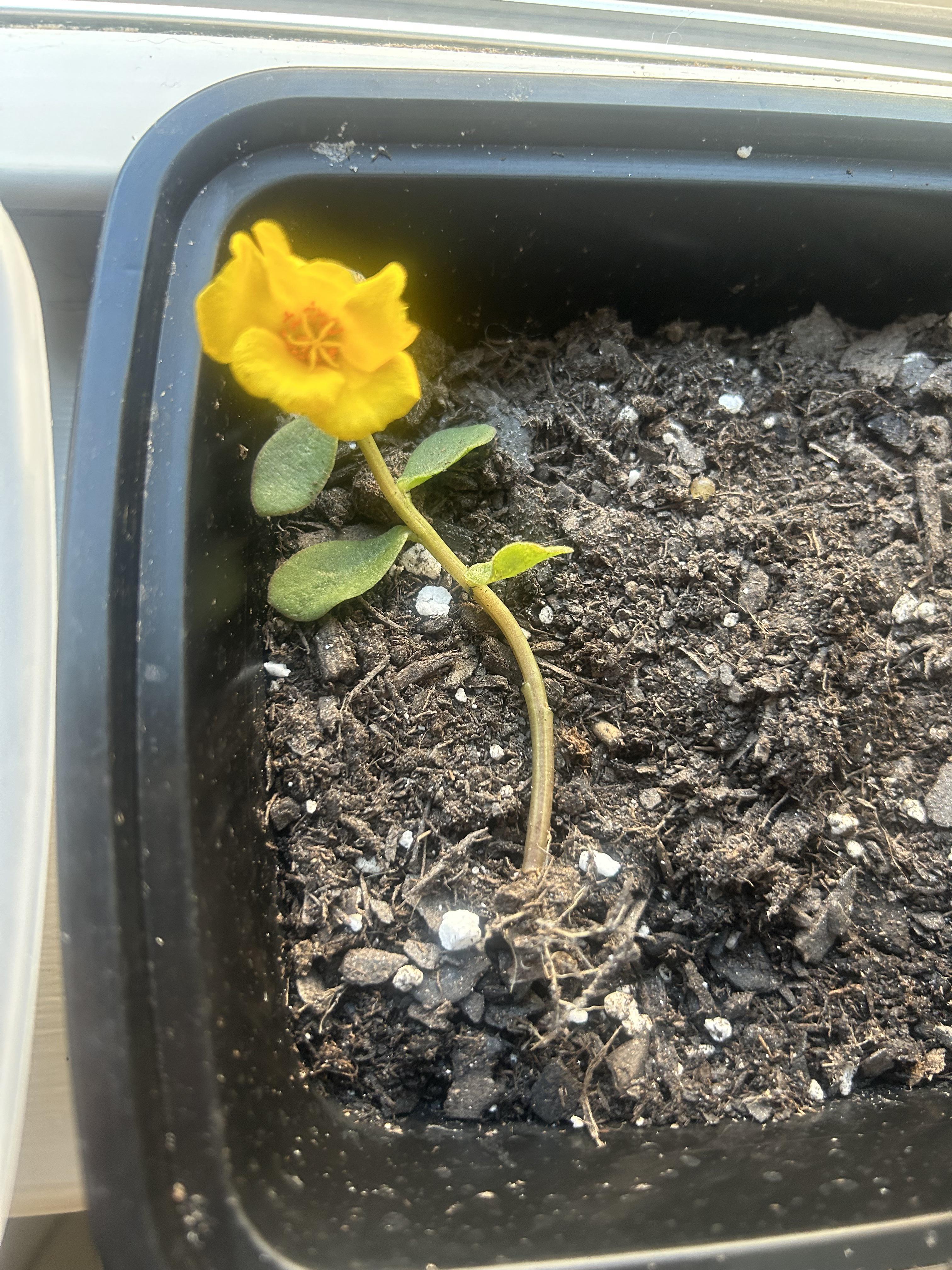 Mystery propagation | Scrolller