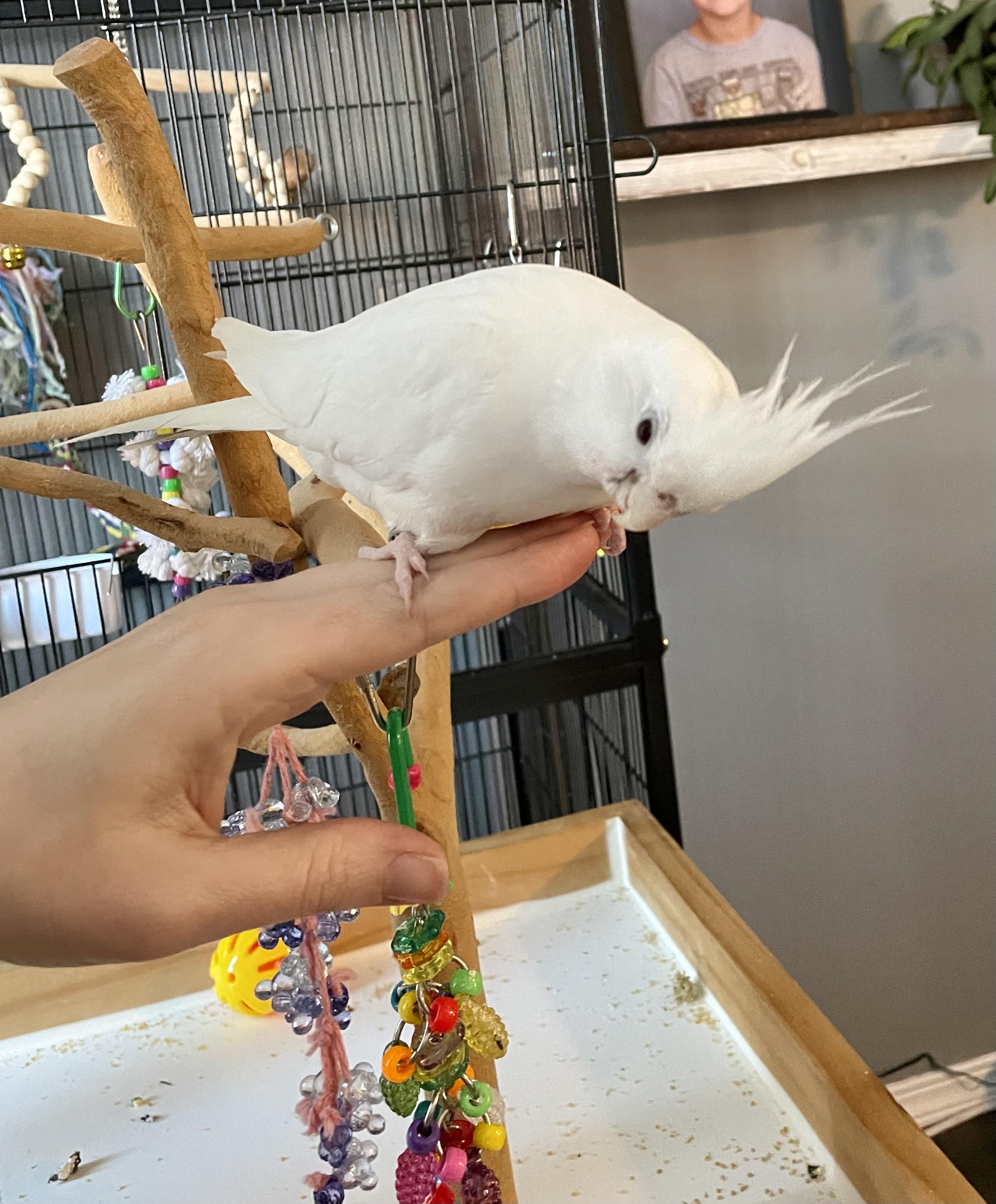 Hurray for progress on taming! | Scrolller