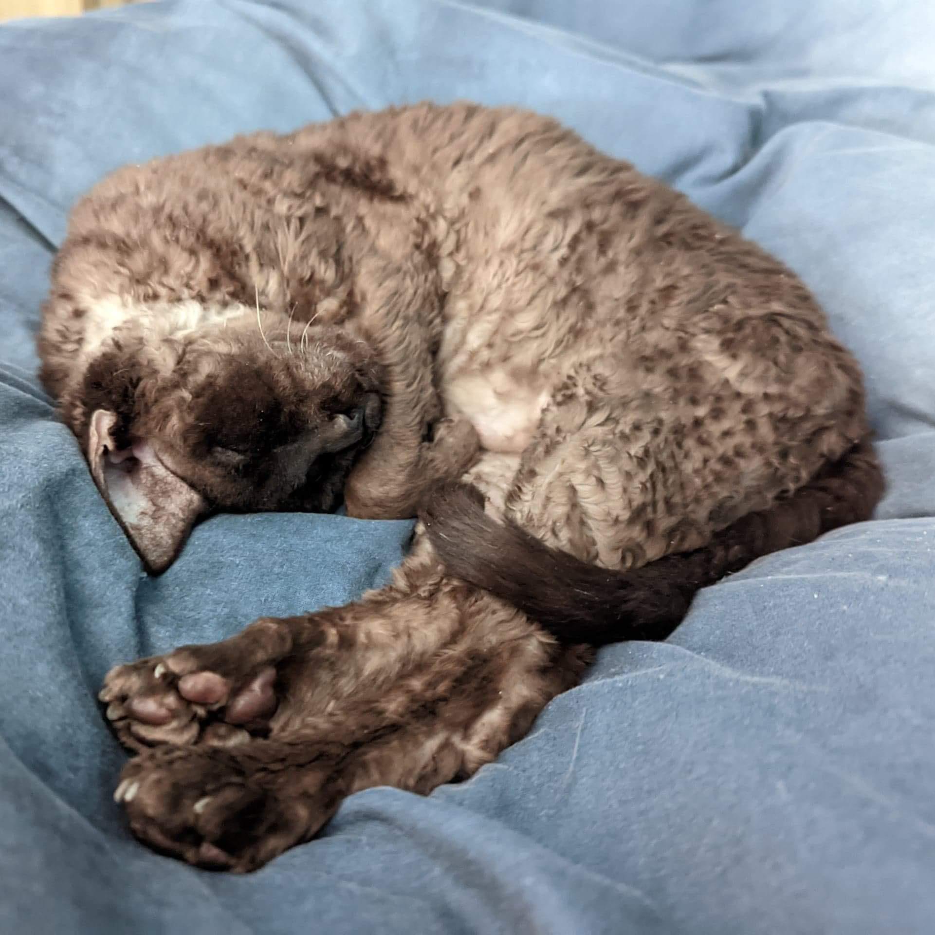 Sleeping beans | Scrolller