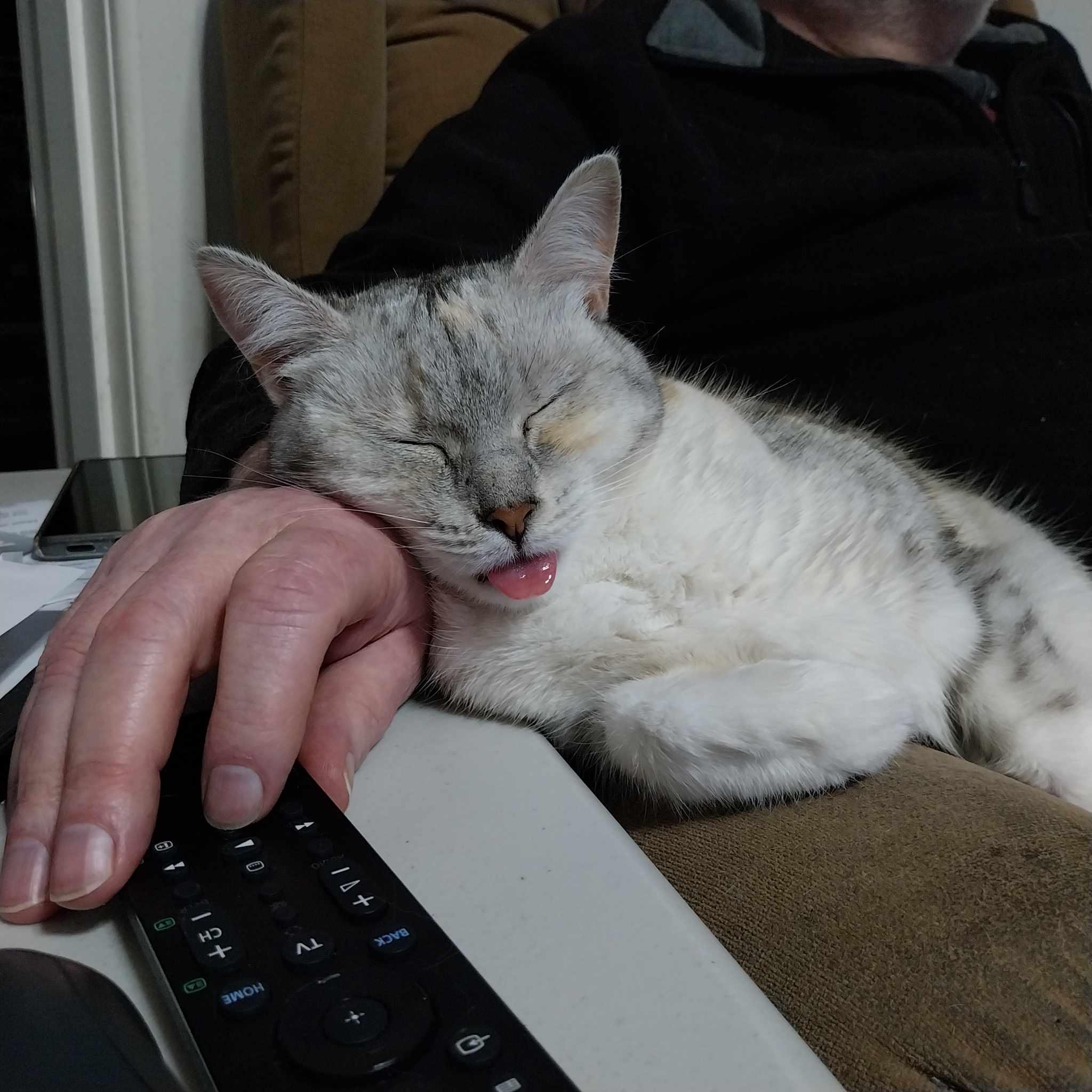 Sleeping on the job blep | Scrolller