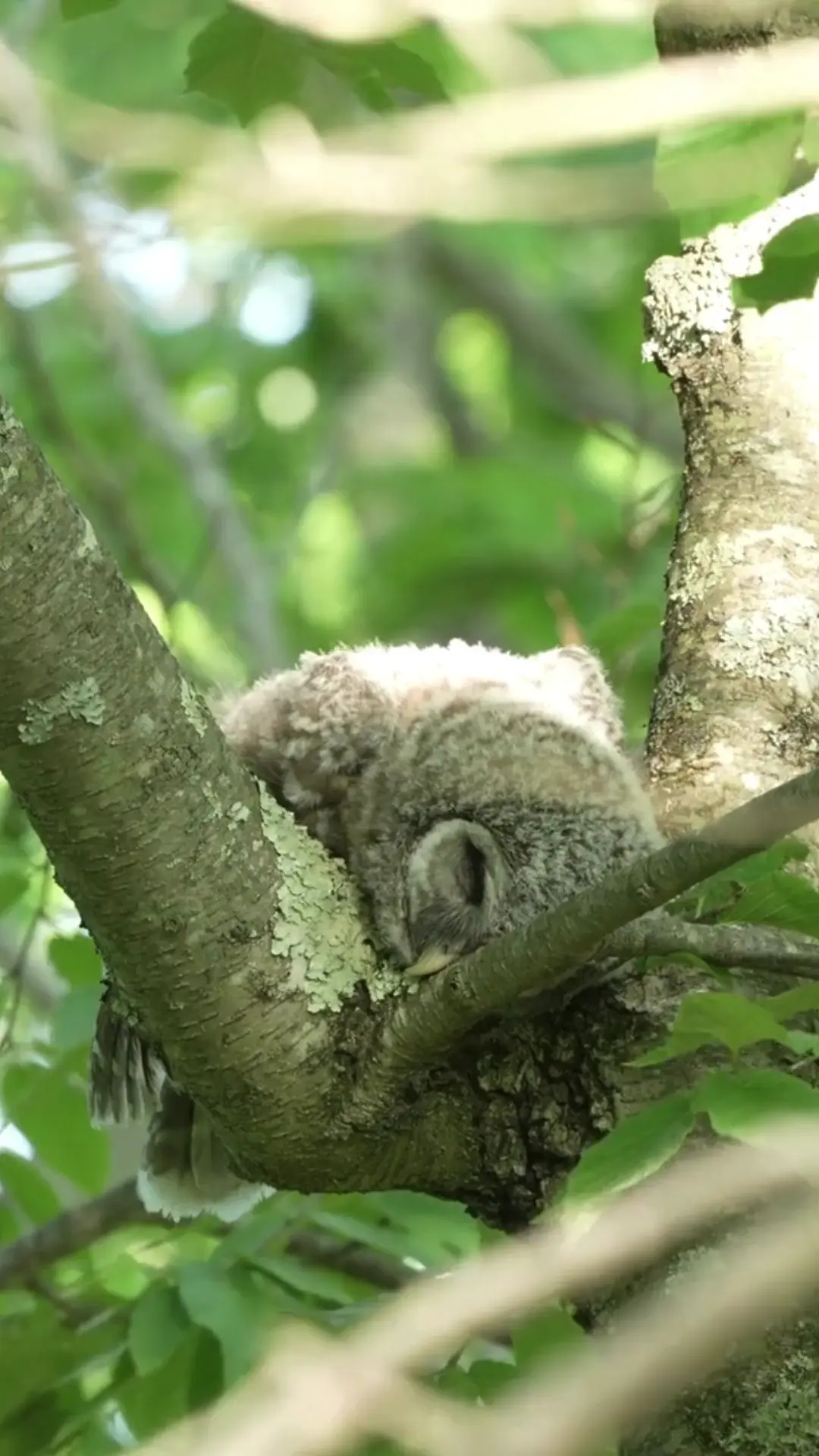 Sleeping Owl | Scrolller