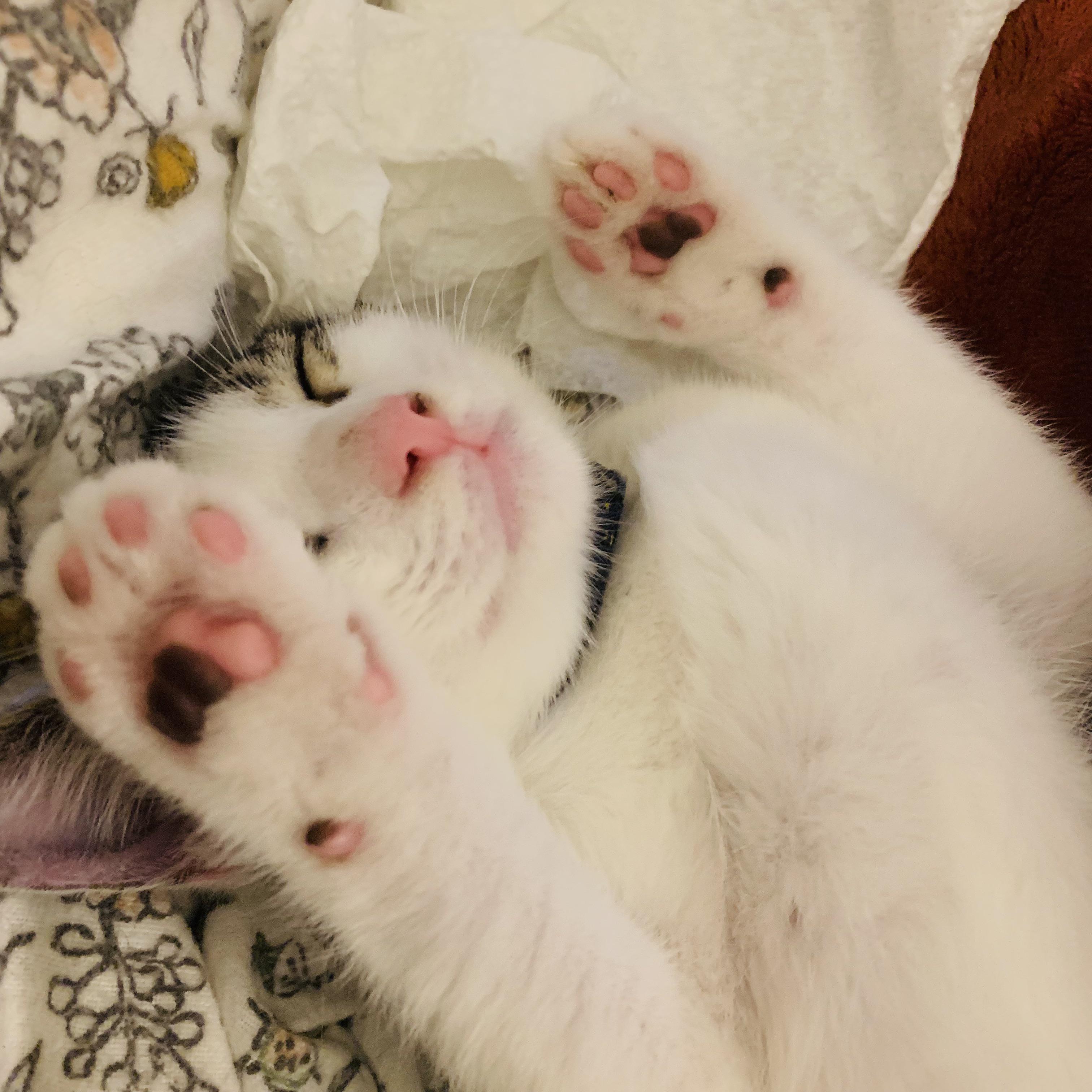 Sleepy baby beans | Scrolller
