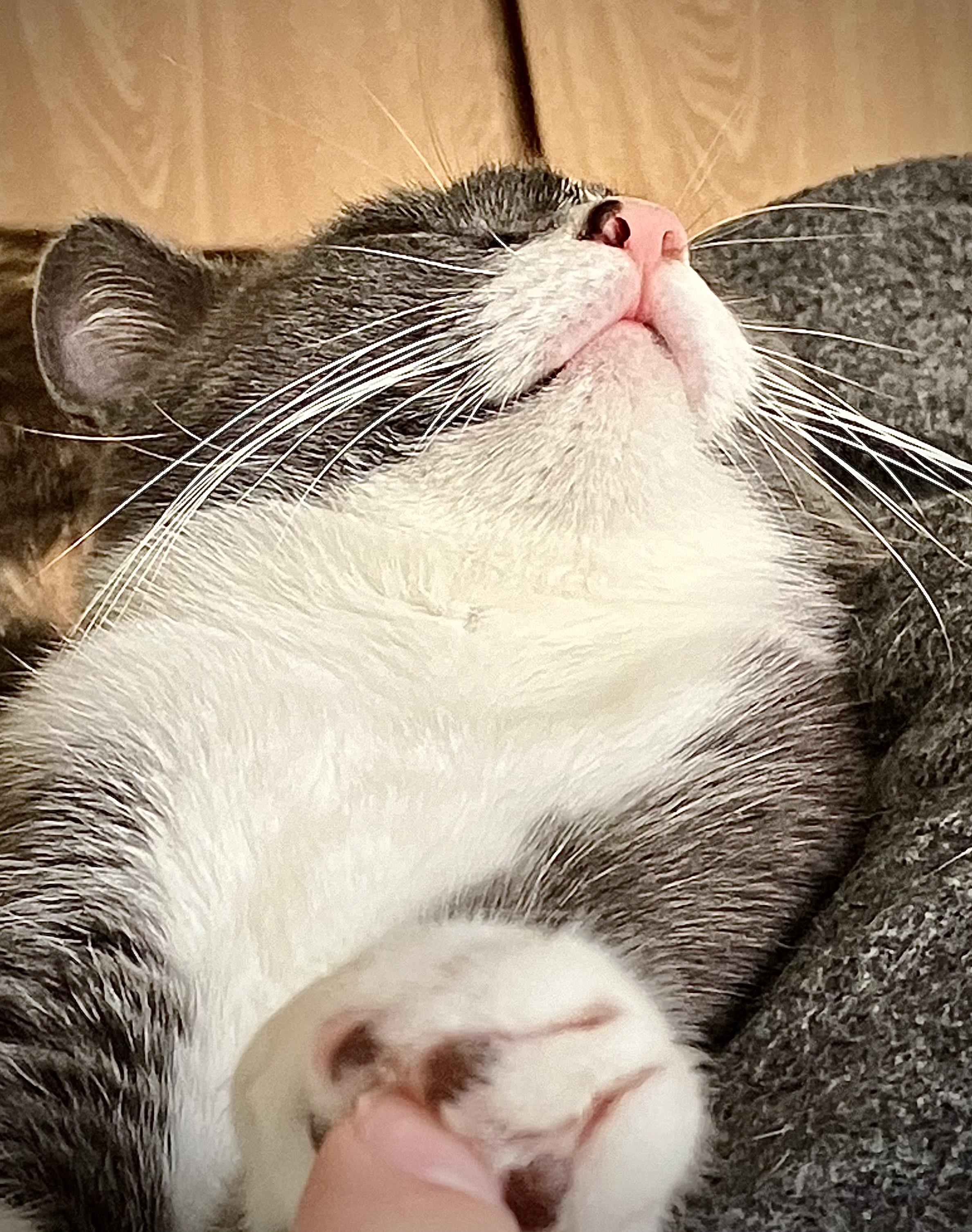 sleepy bean | Scrolller