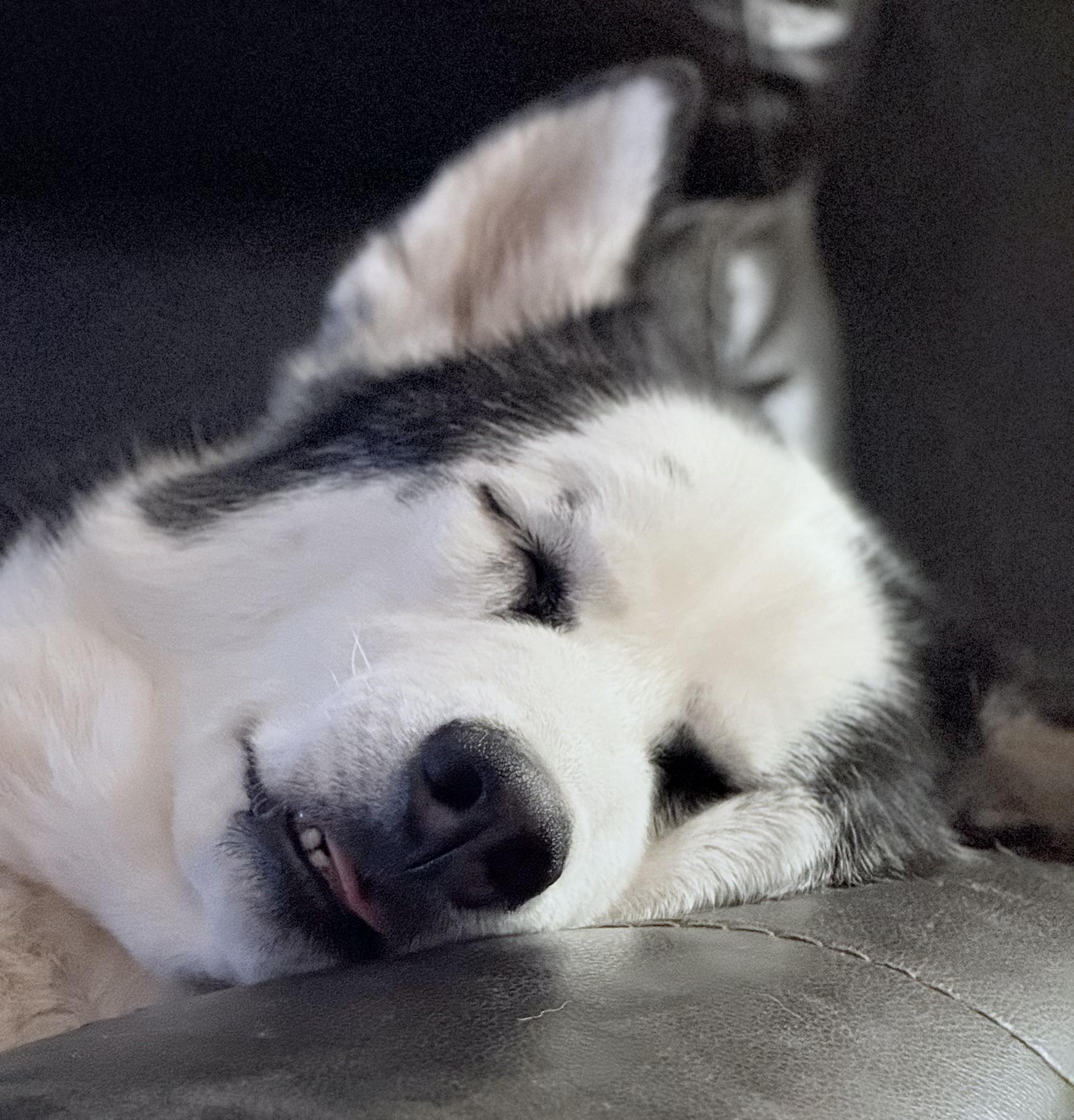 Sleepy Boy | Scrolller