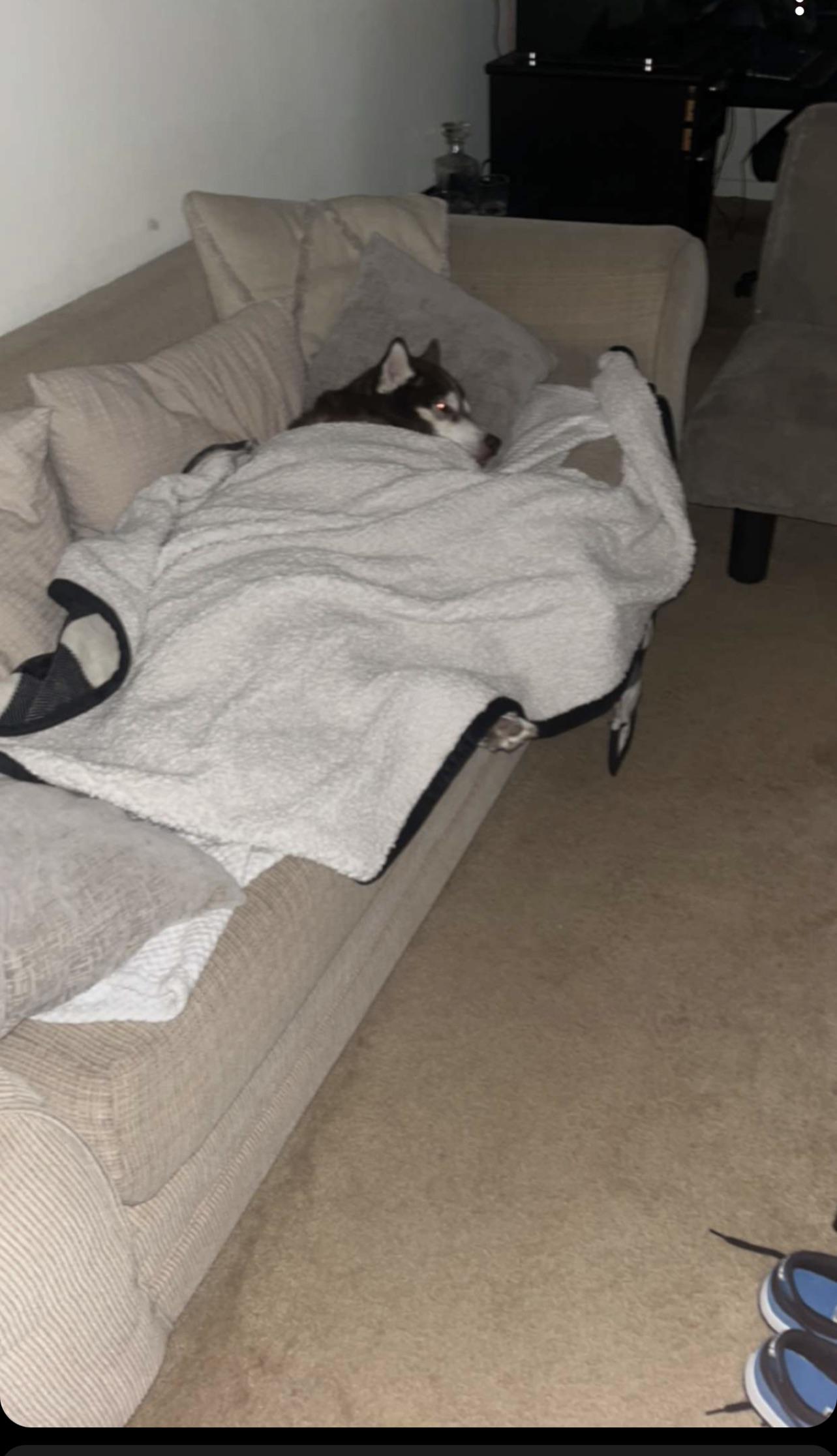 Sleepy boy | Scrolller