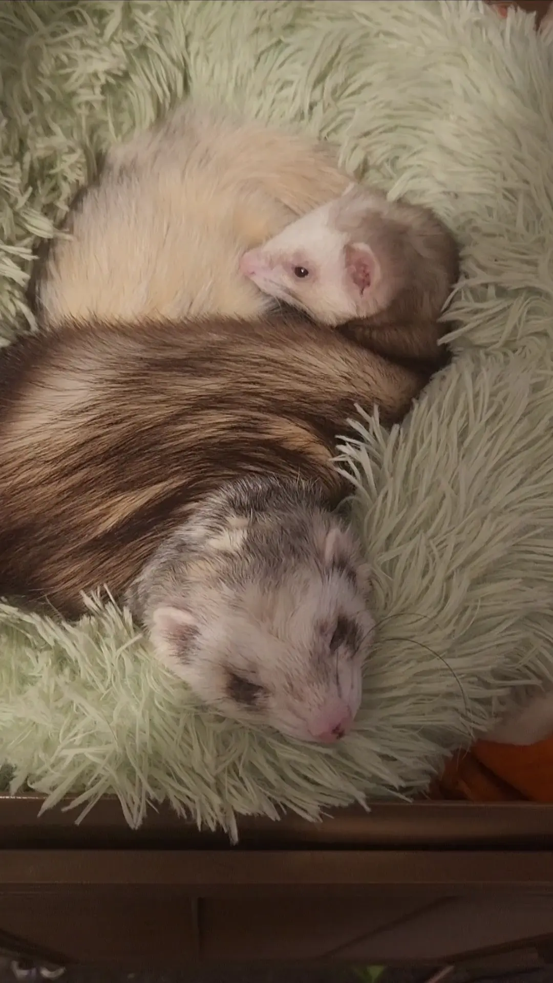 Sleepy Noodles | Scrolller