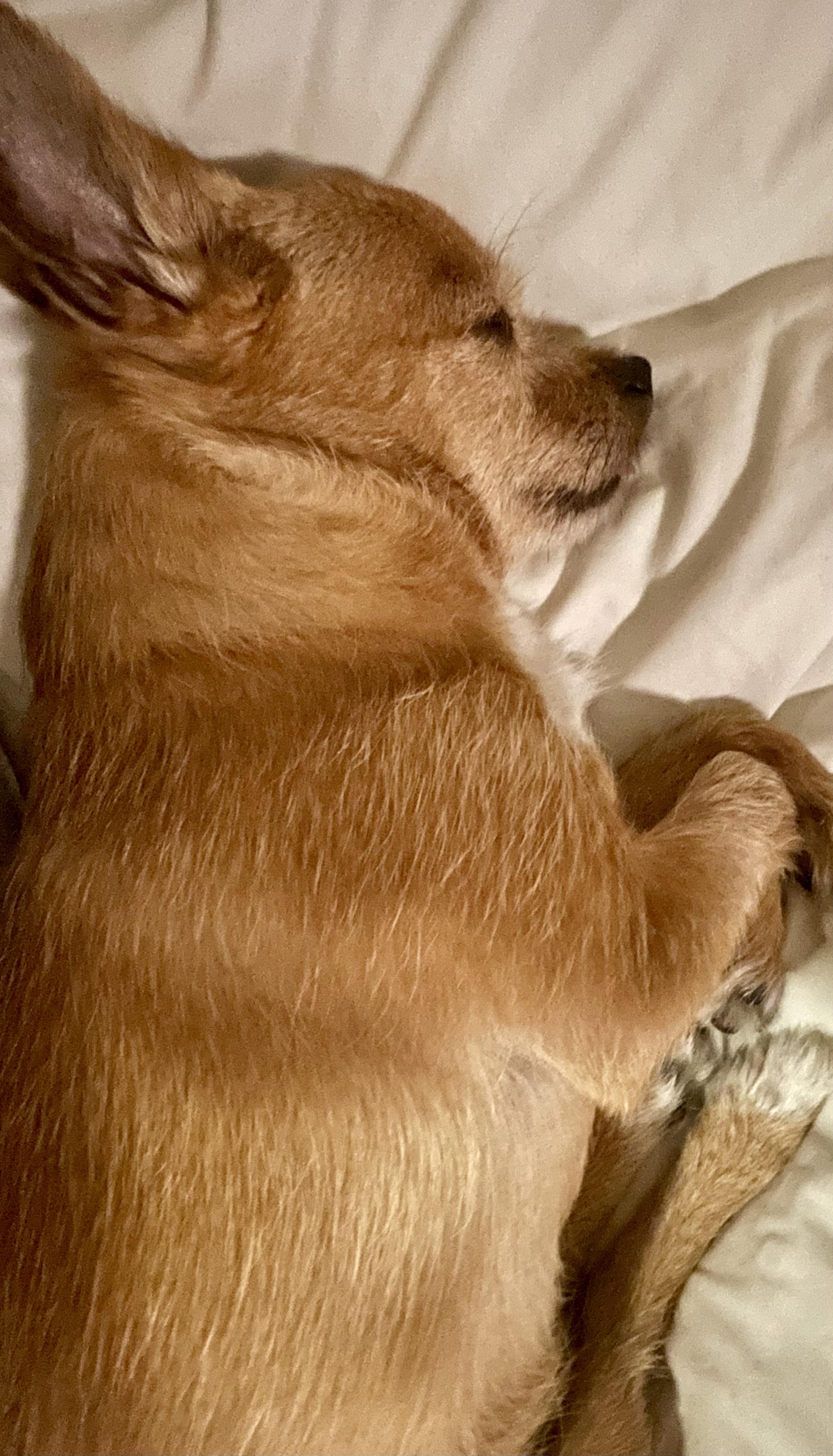 Sleepy pup | Scrolller