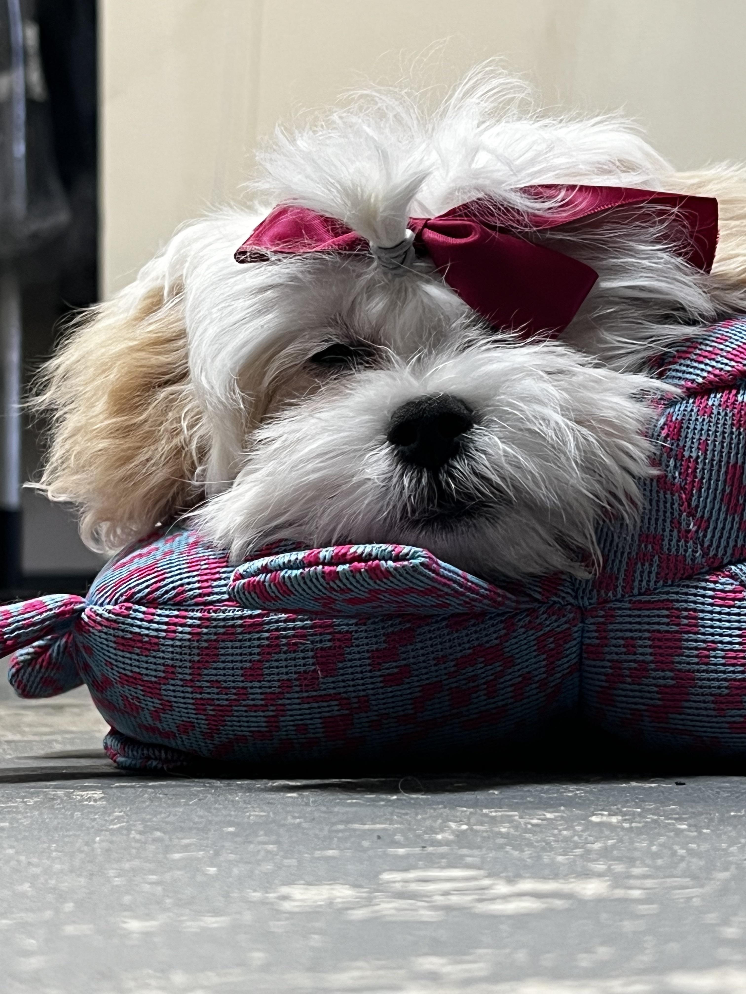 Sleepy pup [OC] | Scrolller