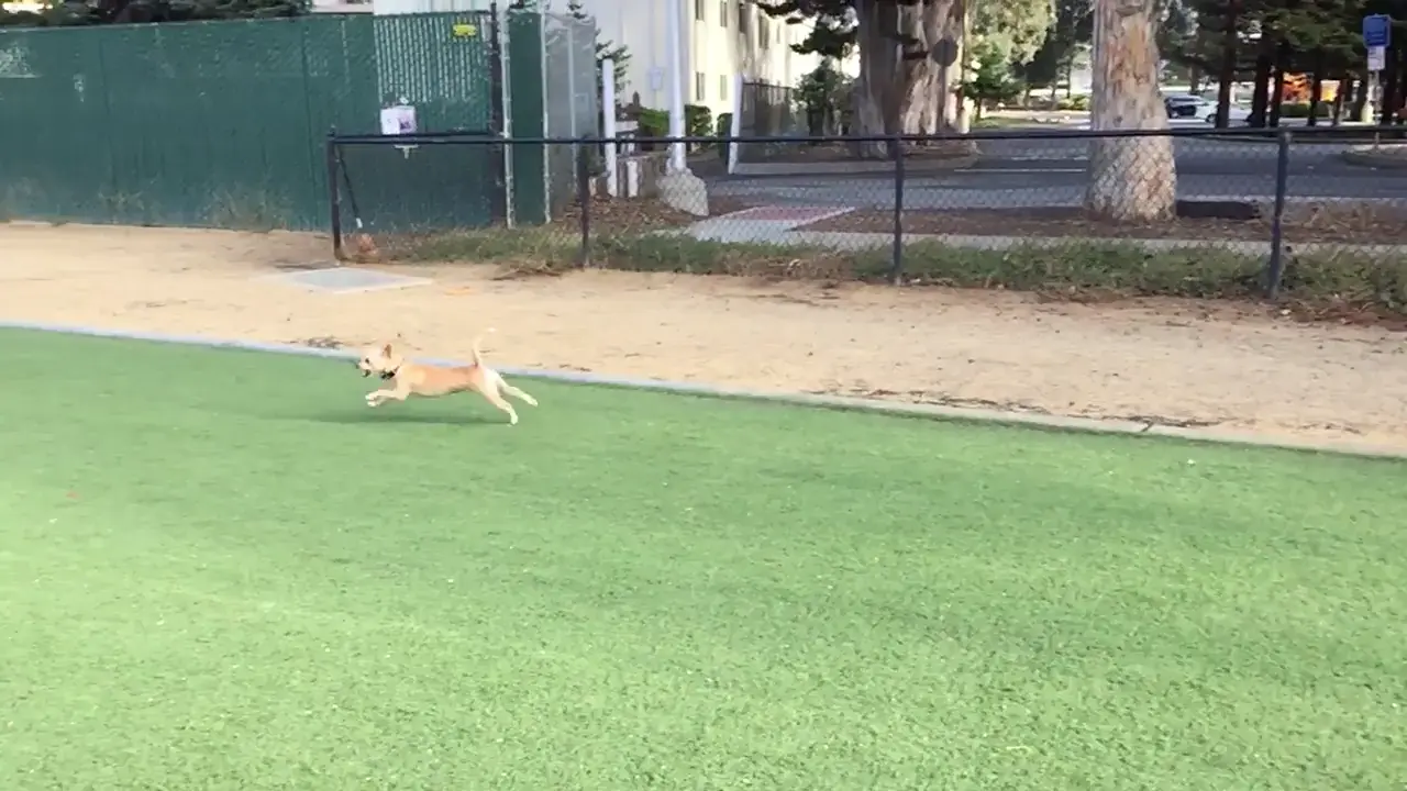 Slo-mo zoomies | Scrolller