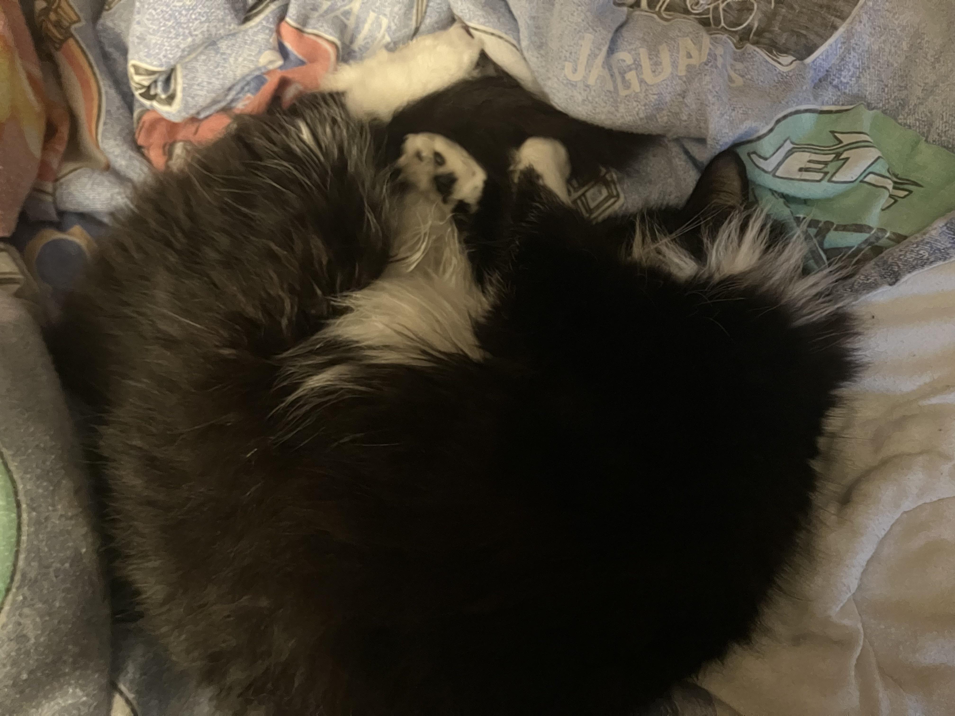 Half & Half Toebeans | Scrolller