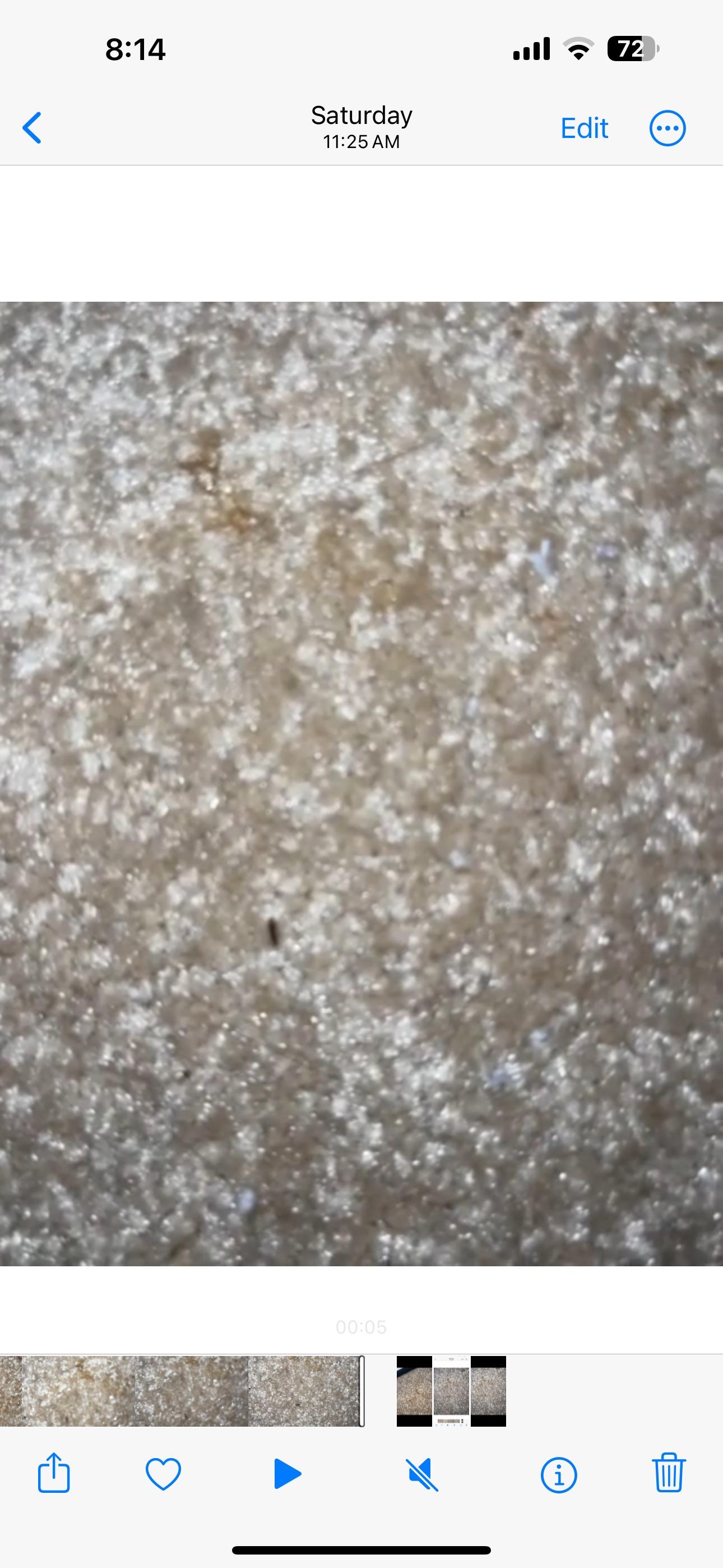 Discover more like Bedbugs: Are these really bed bugs? and Related Content | Scrolller