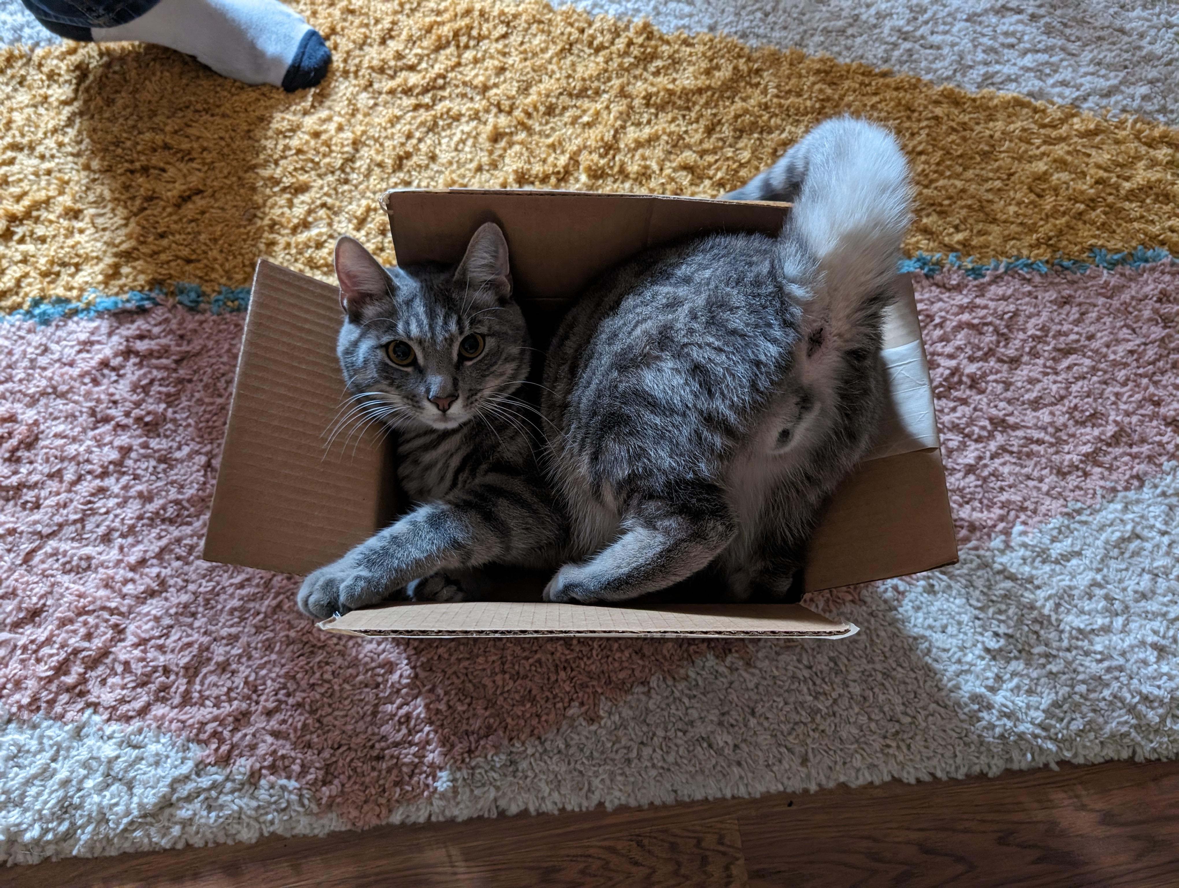 Small cat traps work best | Scrolller