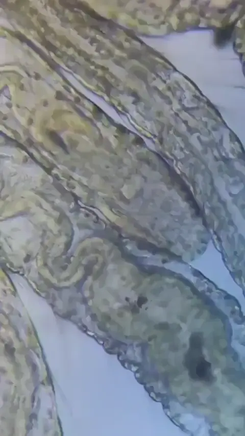 Smartphone under a microscope | Scrolller