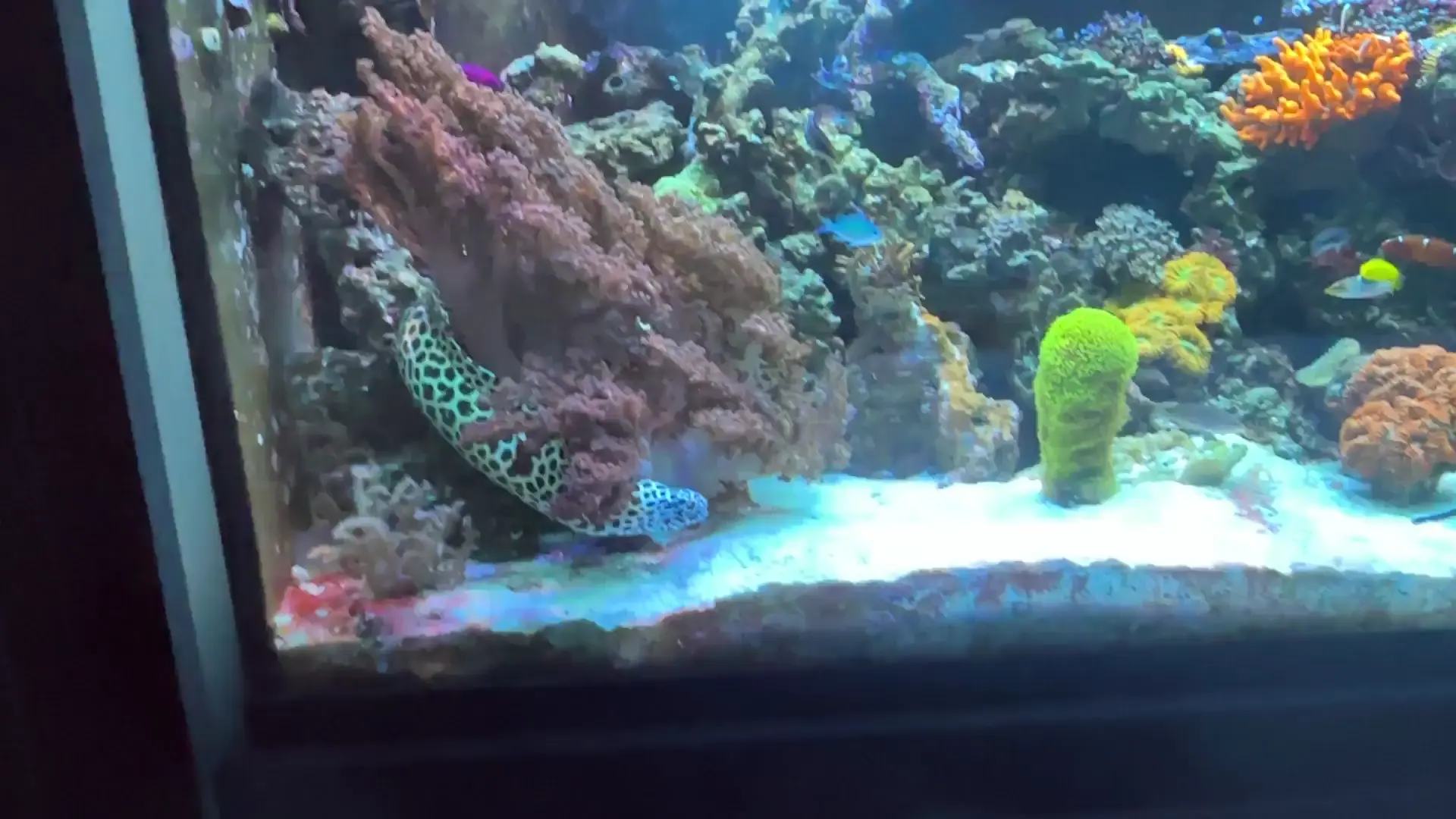 Smaug enjoying his fresh squid | Scrolller