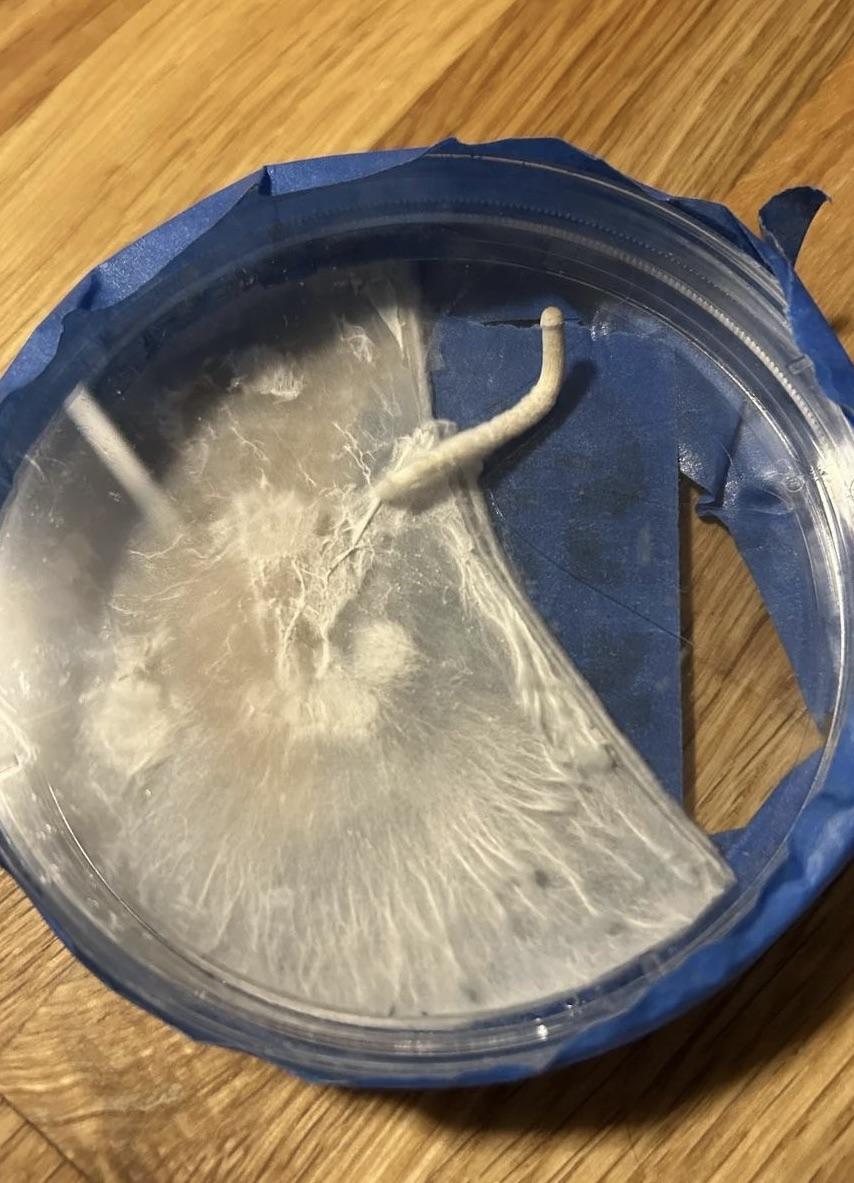 Cloning strong genetics | Scrolller