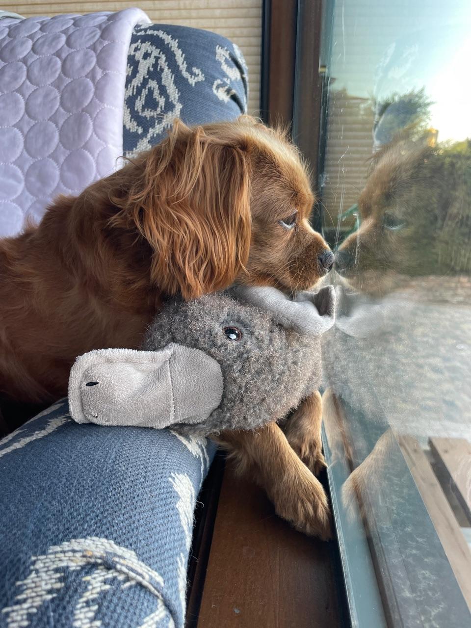 The Faces of My Cavapoo | Scrolller