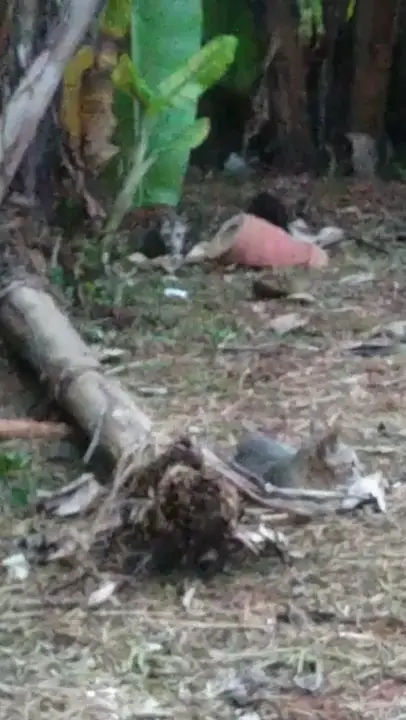 Sneak attack | Scrolller