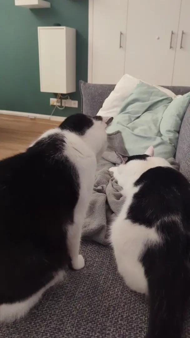 Sneaky Attack | Scrolller