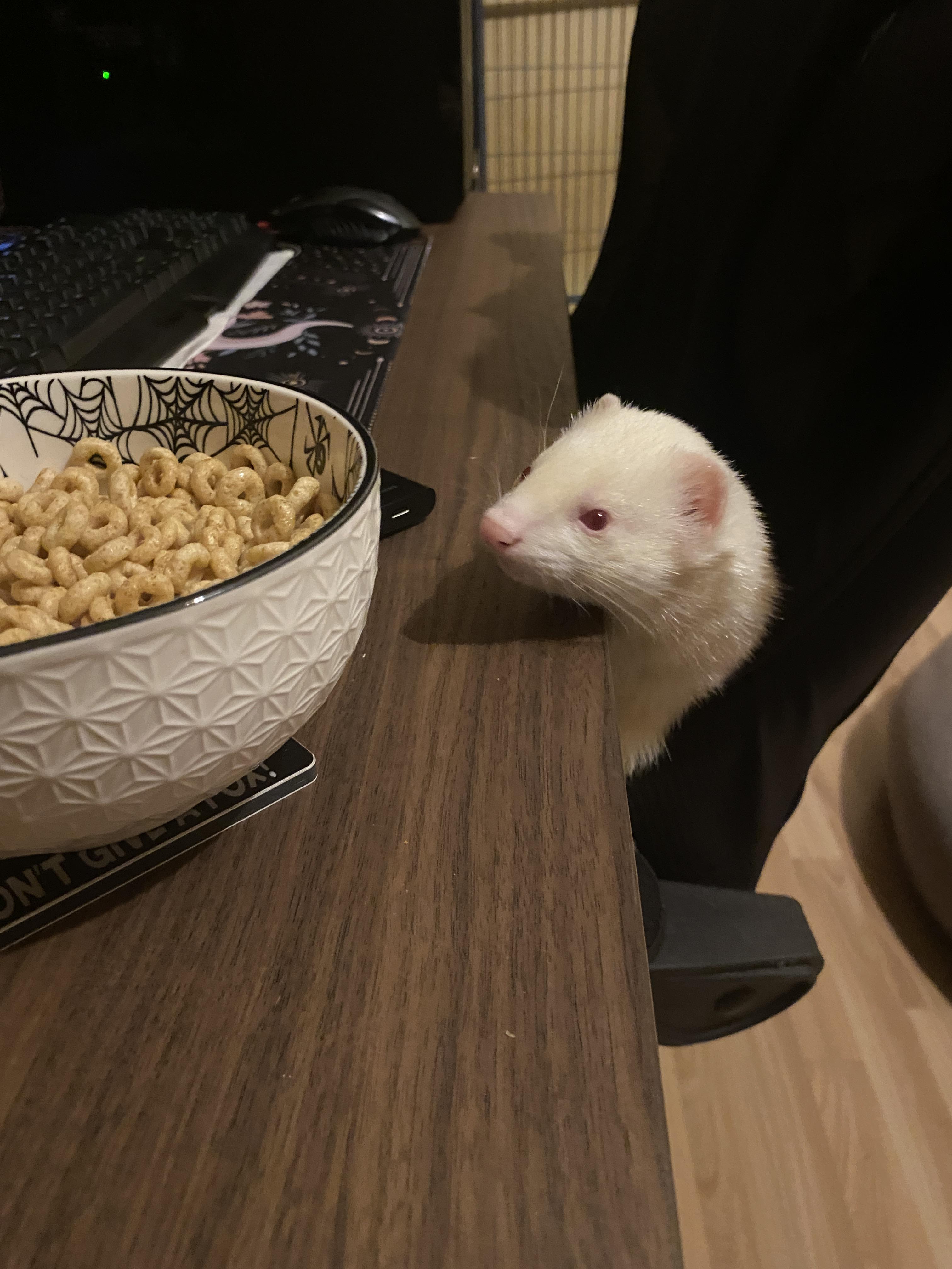 Sneaky noodle | Scrolller