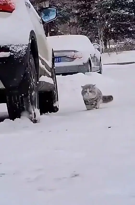 Snow Cat | Scrolller